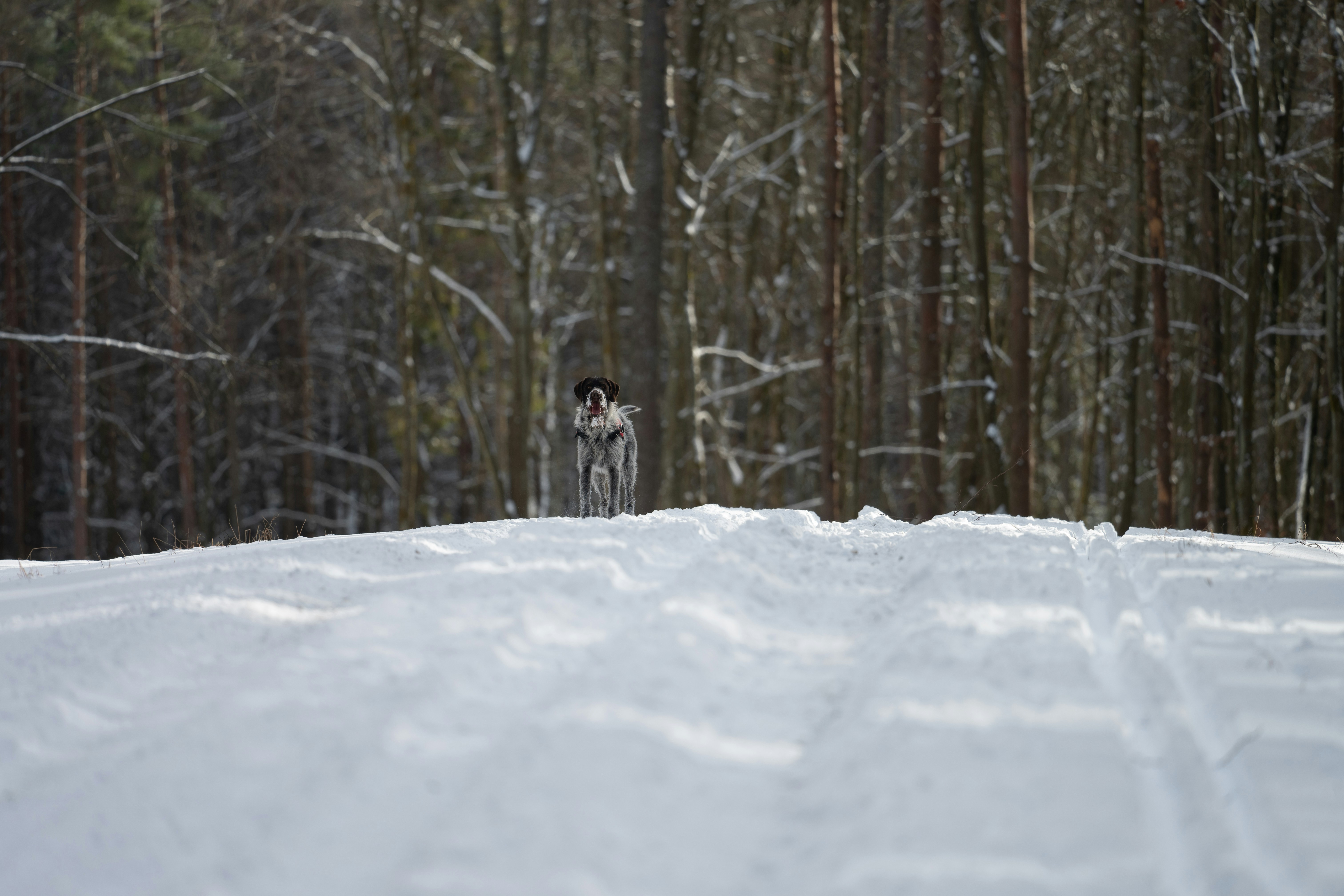 Solitude in the Snowy Woods