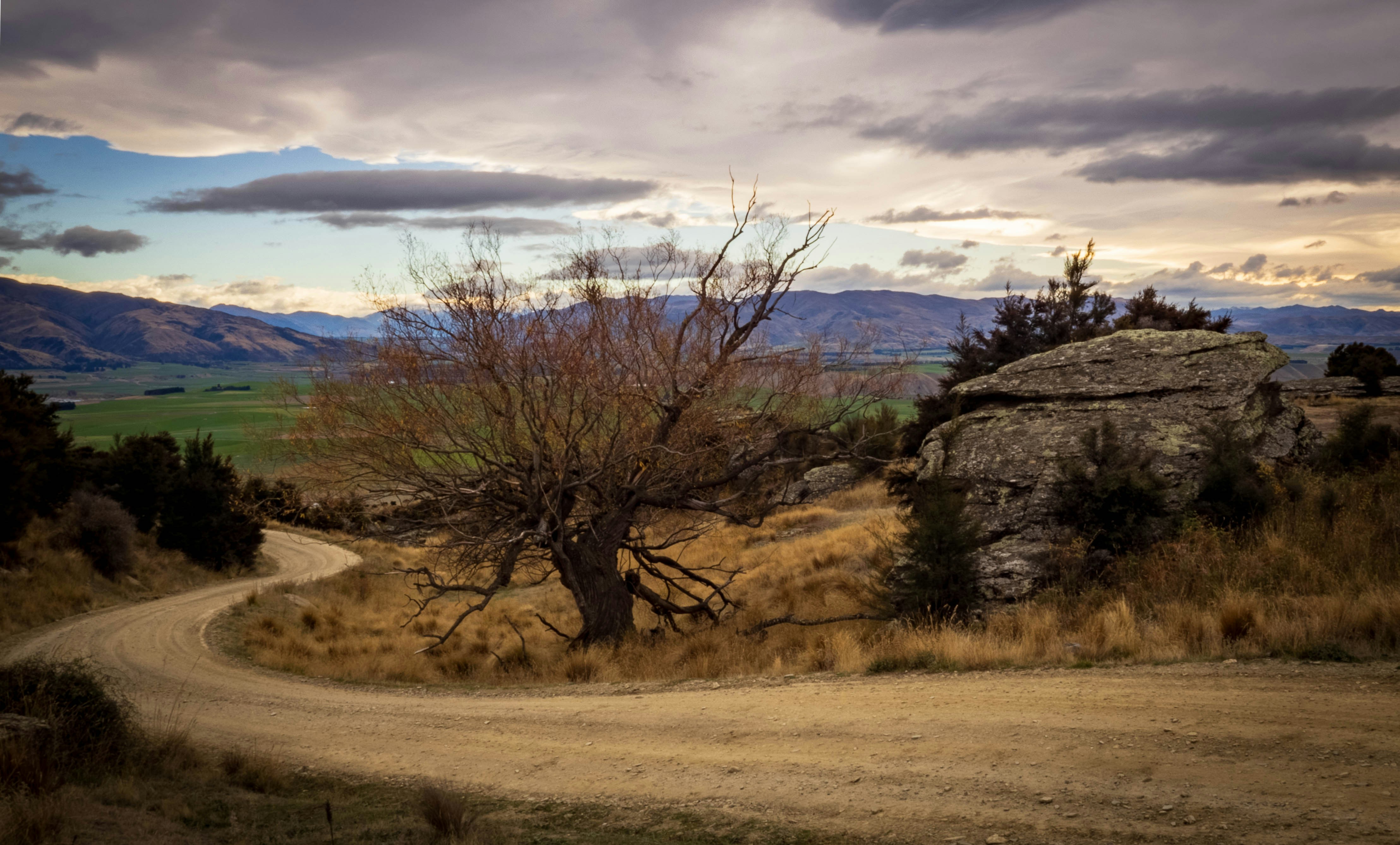 Gnarled Sentinel by the Winding Dirt Road