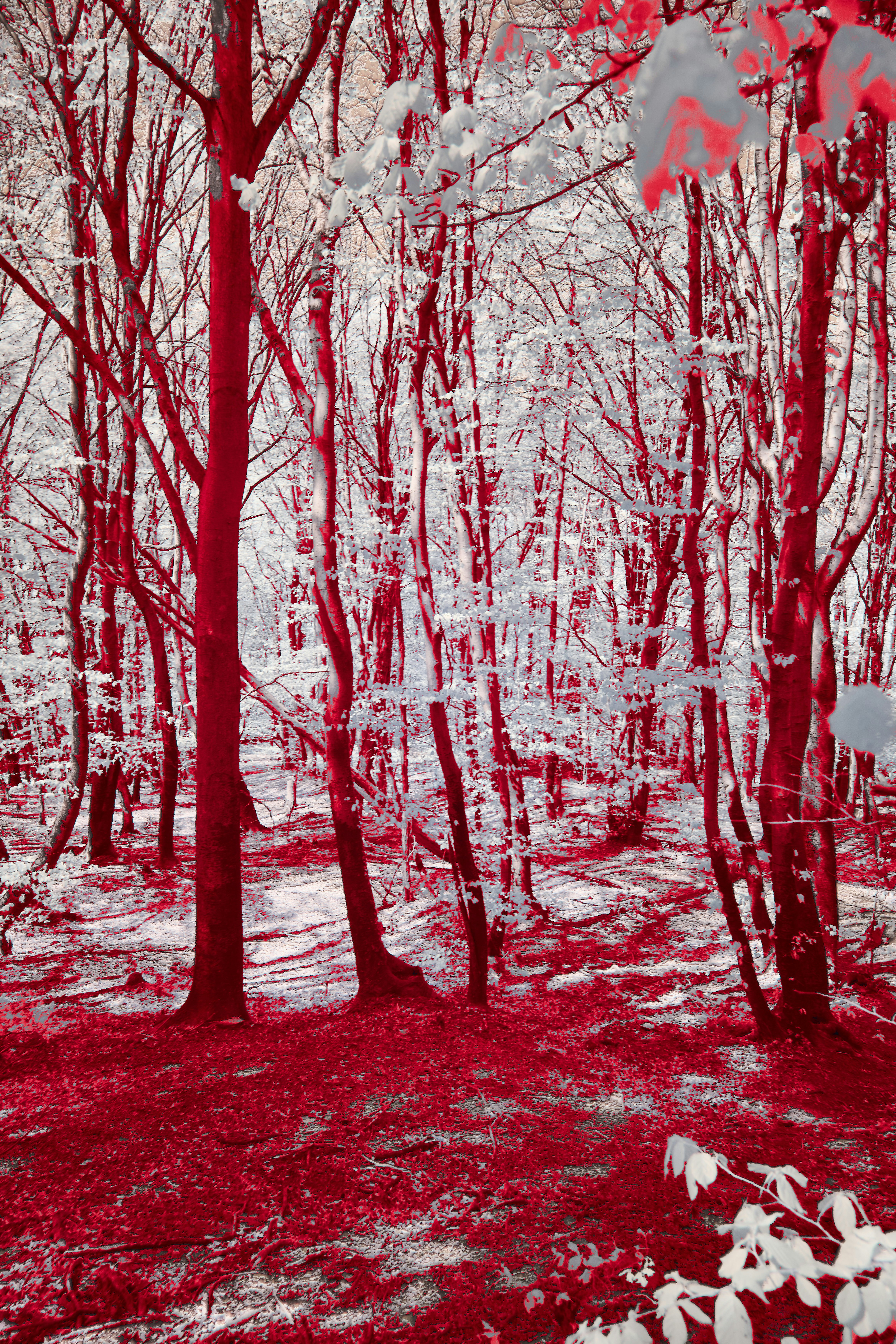 A red and white photo of trees in the woods photo – Free Tree Image on ...