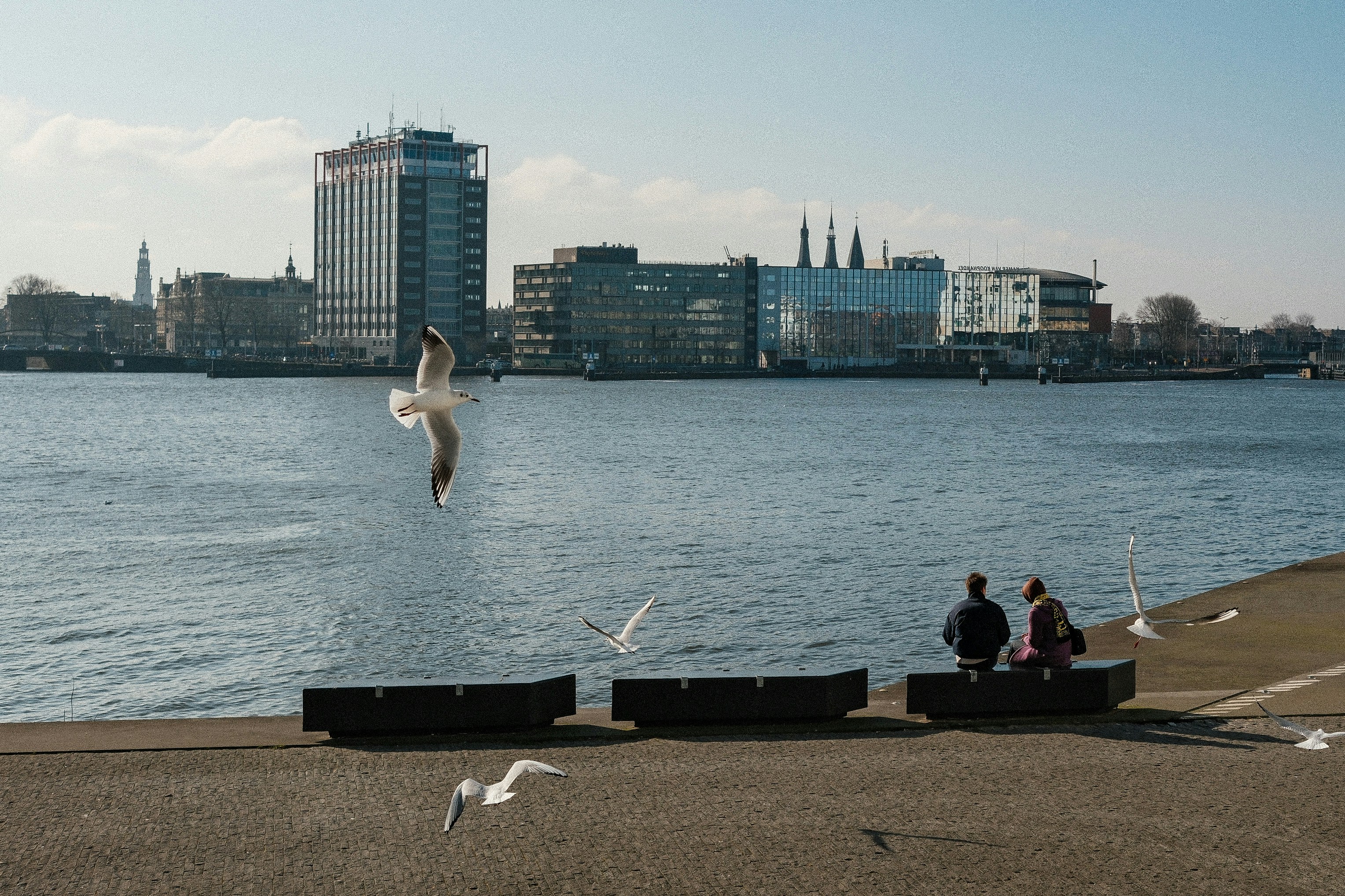 Seagulls soaring above a river with a cityscape backdrop, as two people sit by the water's edge.