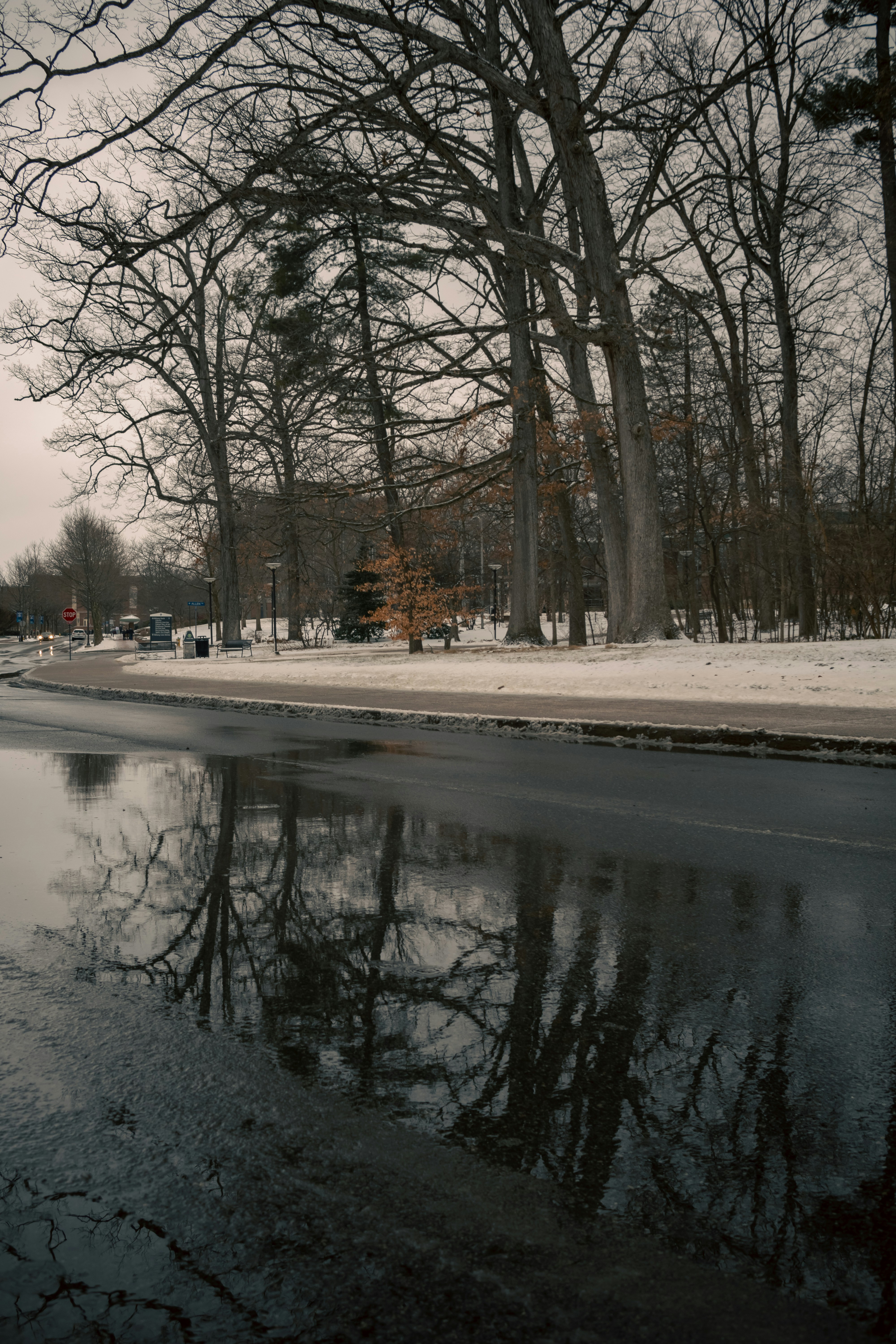 Winter Reflection on a Quiet Park Lane