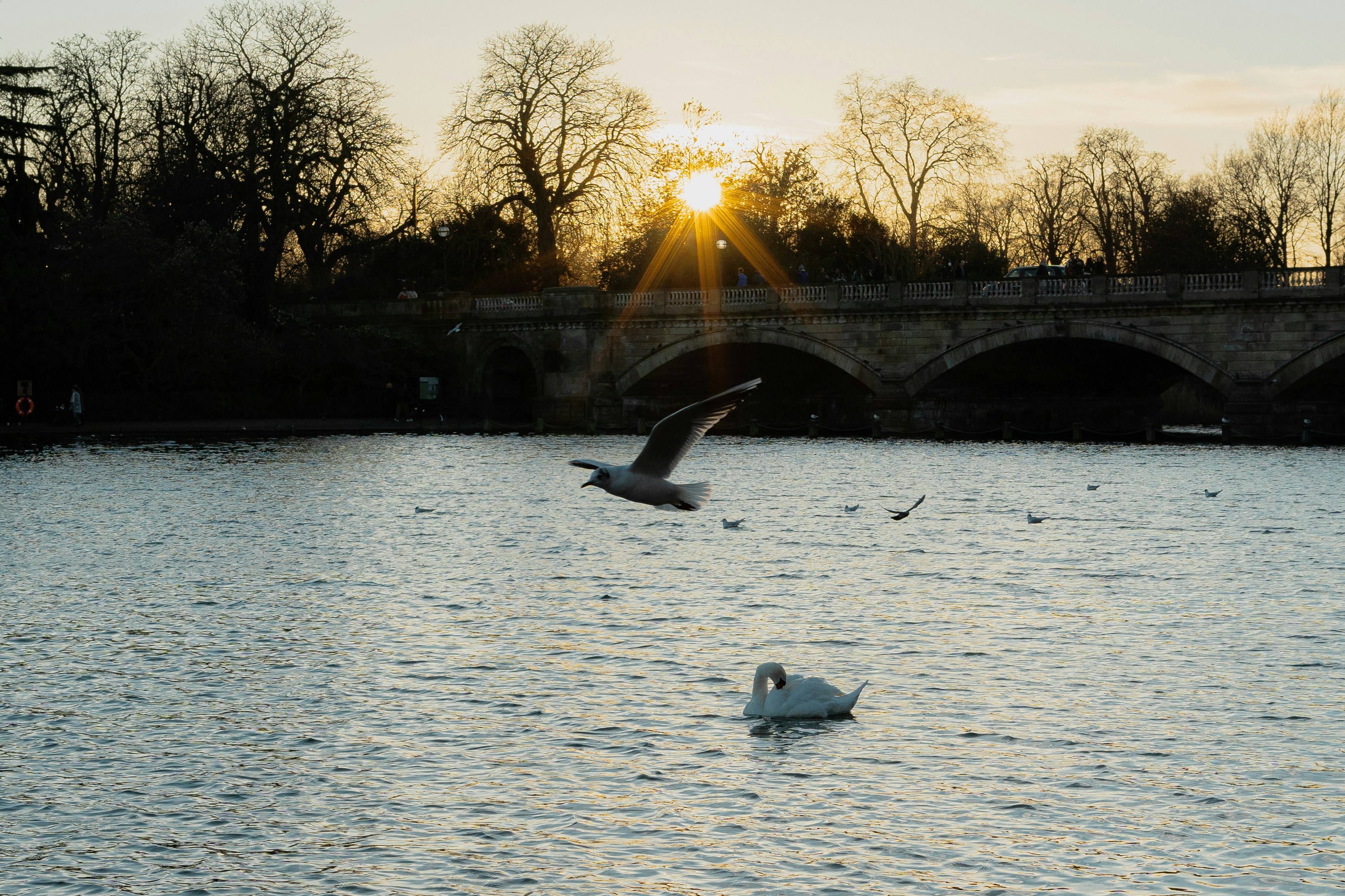 Sunlight Through Stone Arches: A Swan’s Quiet Vigil on the River