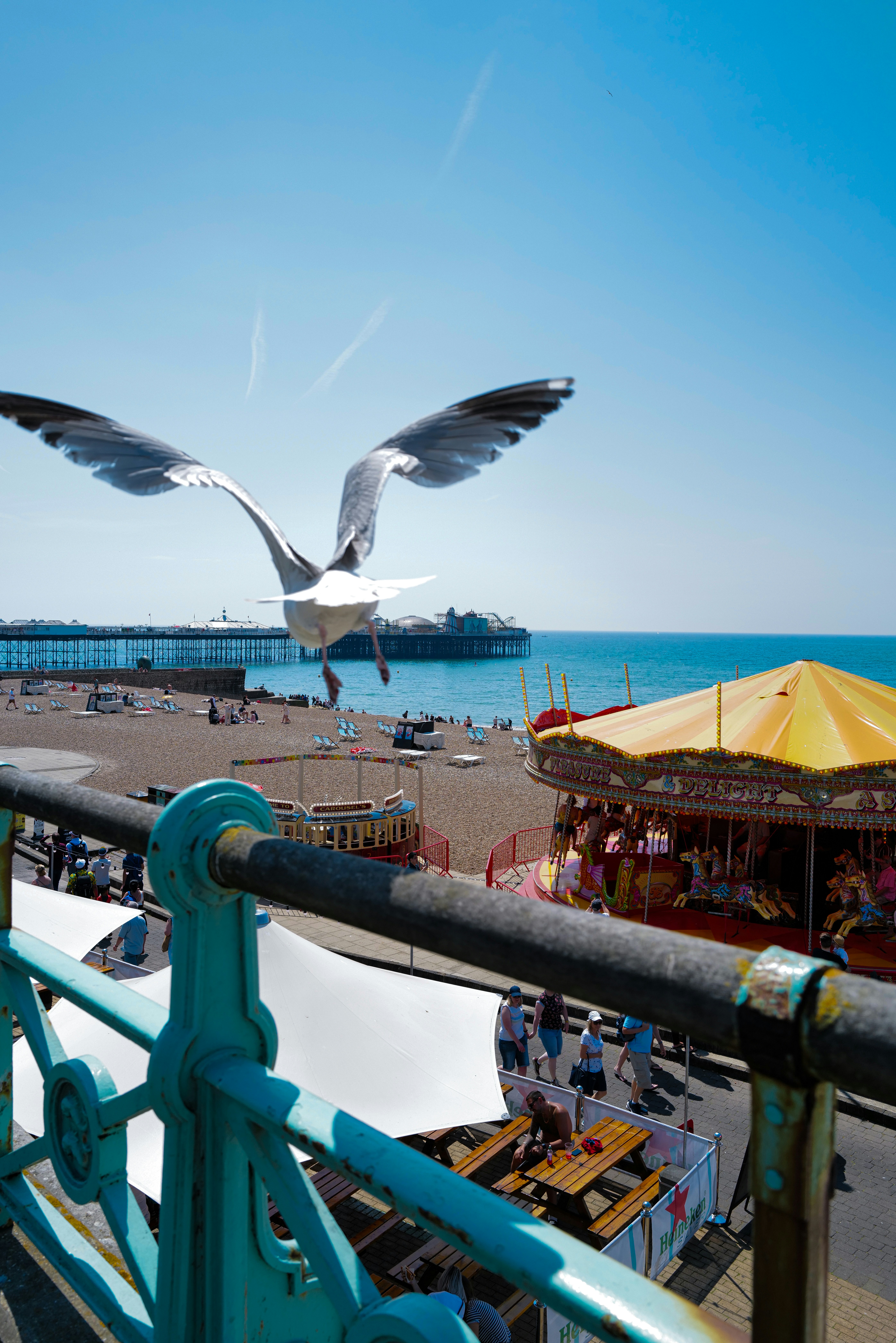 Wingbeat Over a Sunlit Seaside Pier and Carousel