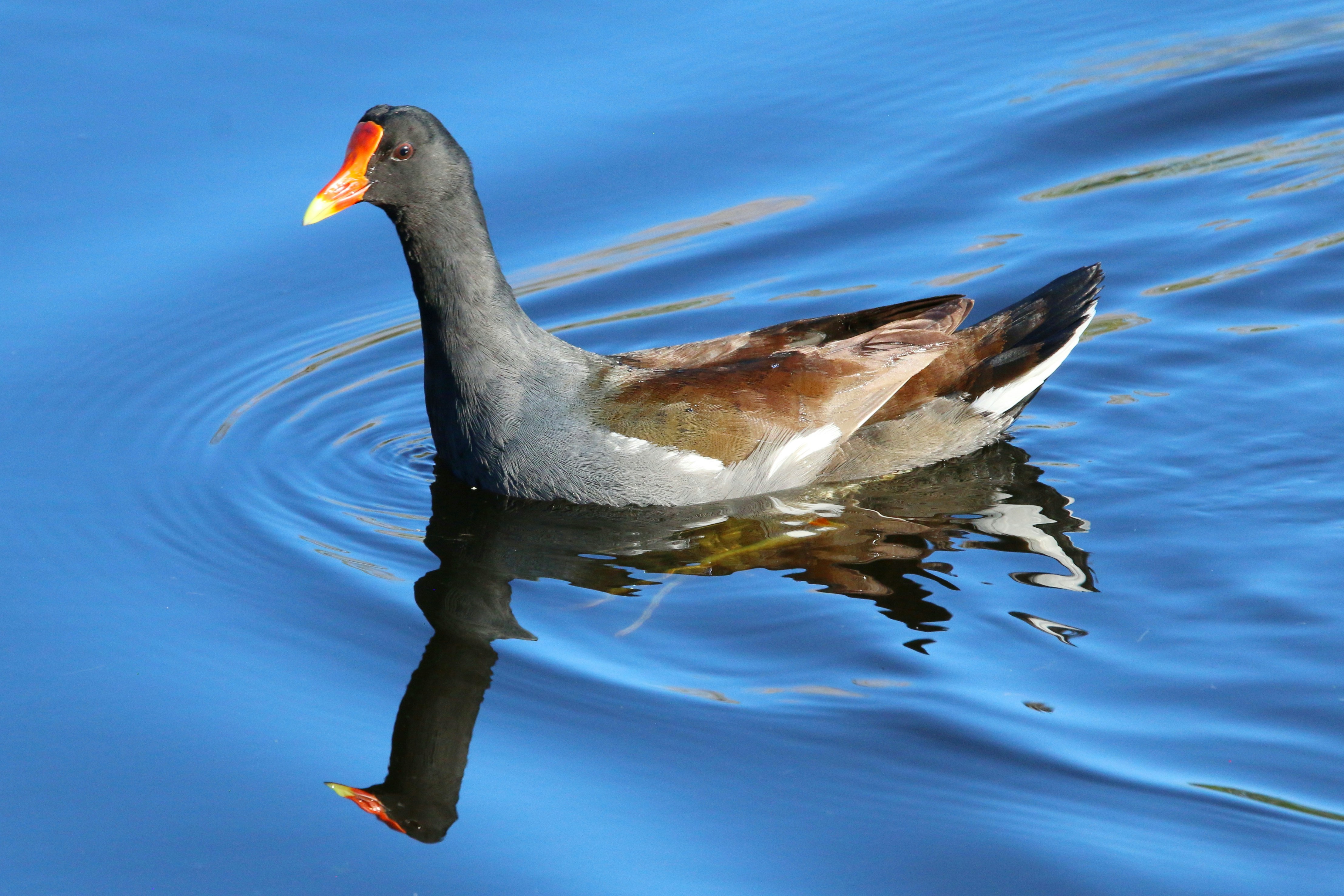 Red-billed Moorhen gliding across blue ripples