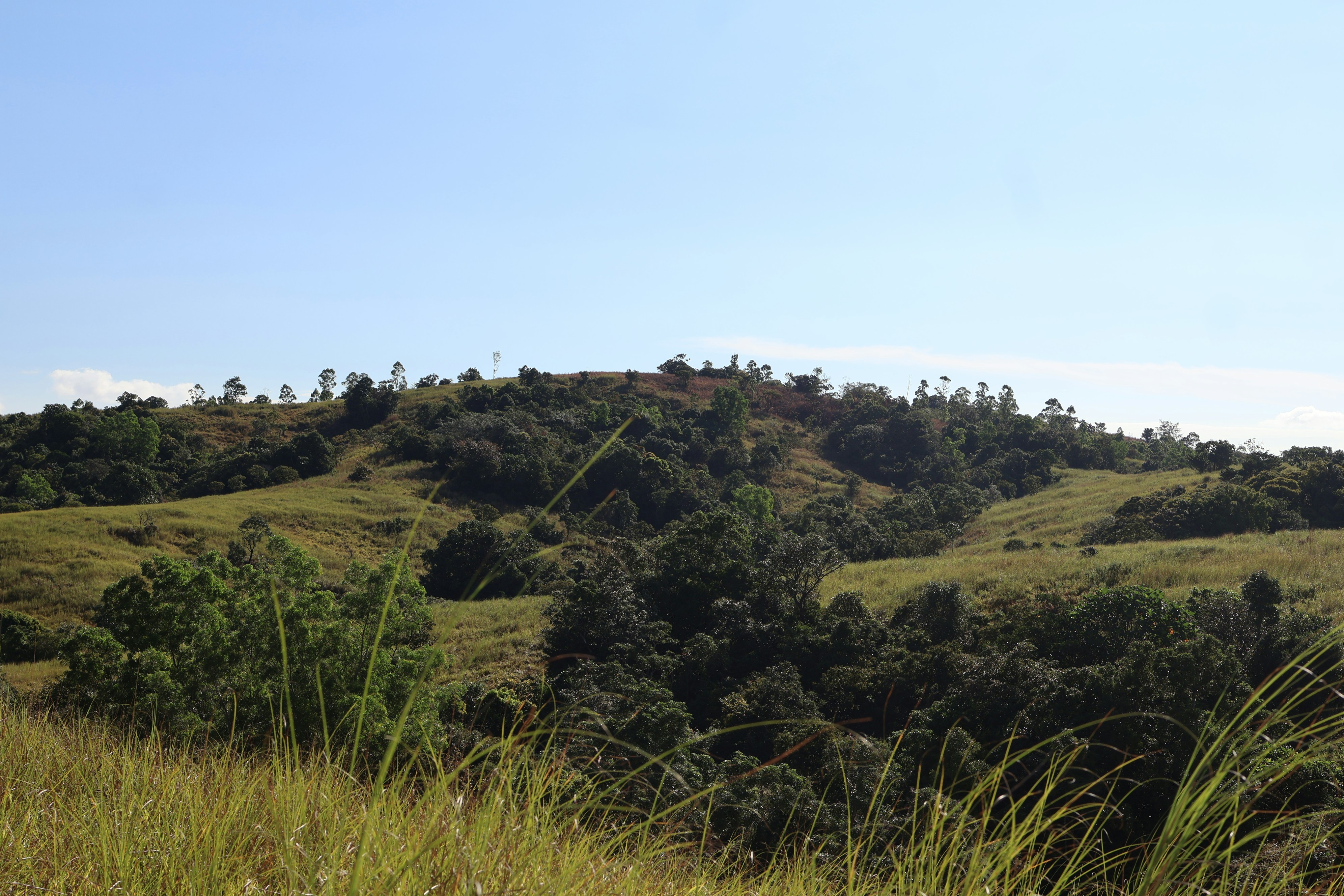 Gentle rolling hills covered in lush green grass under a clear blue sky.