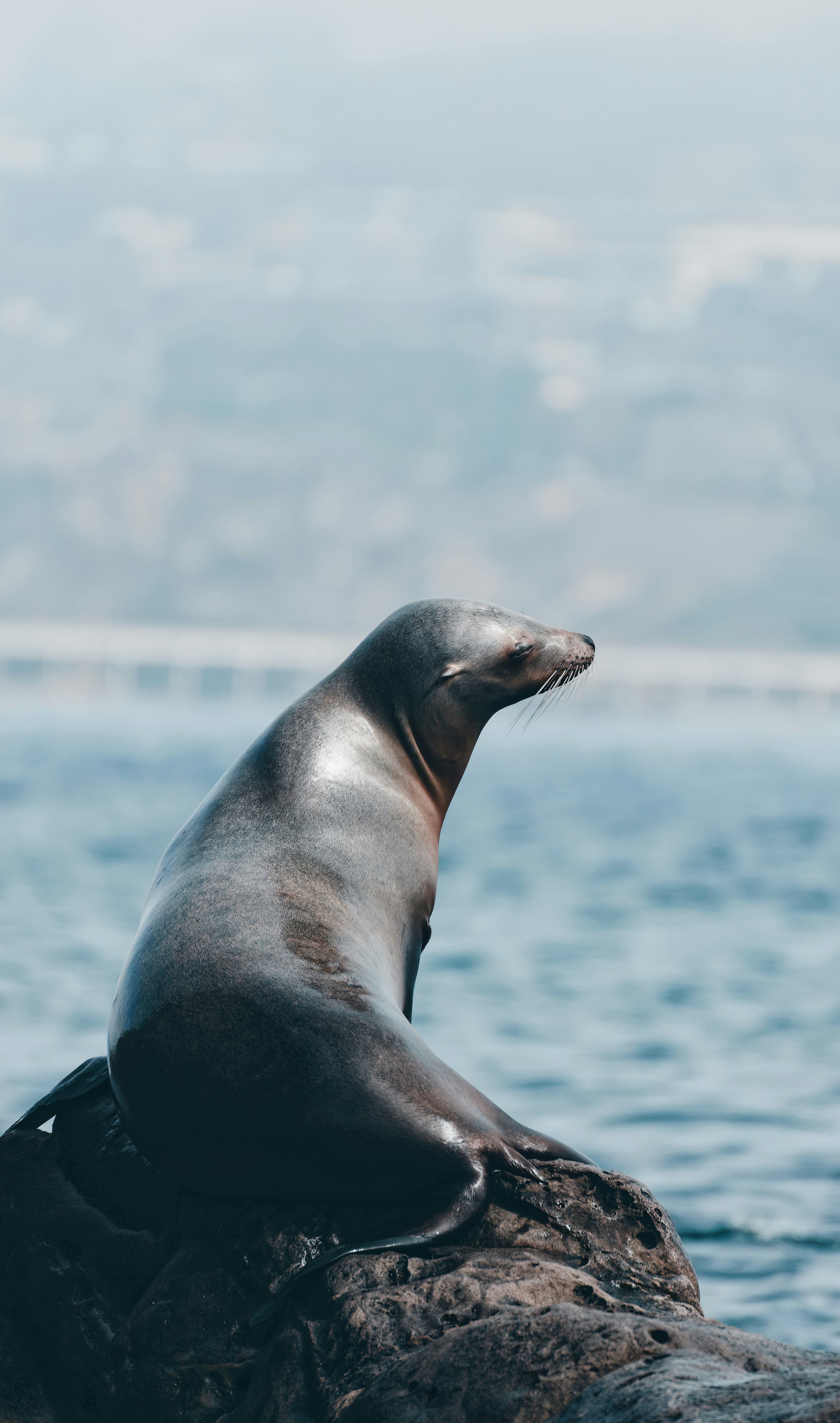 Una foca sentada encima de una roca en el océano foto – Imagen de San ...
