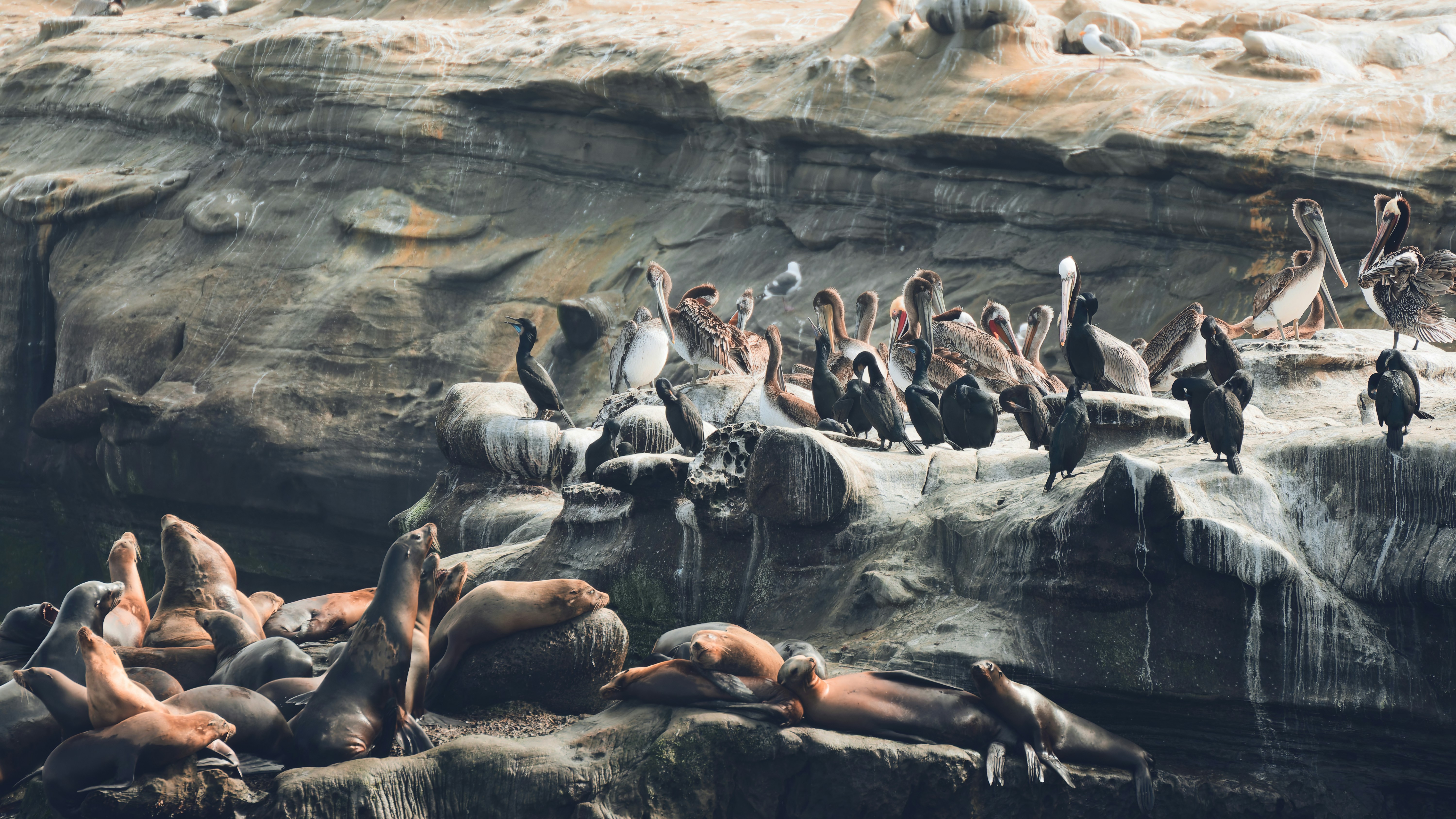 Rockbound Rookery: Seals and Seabirds on a Sunlit Cliff