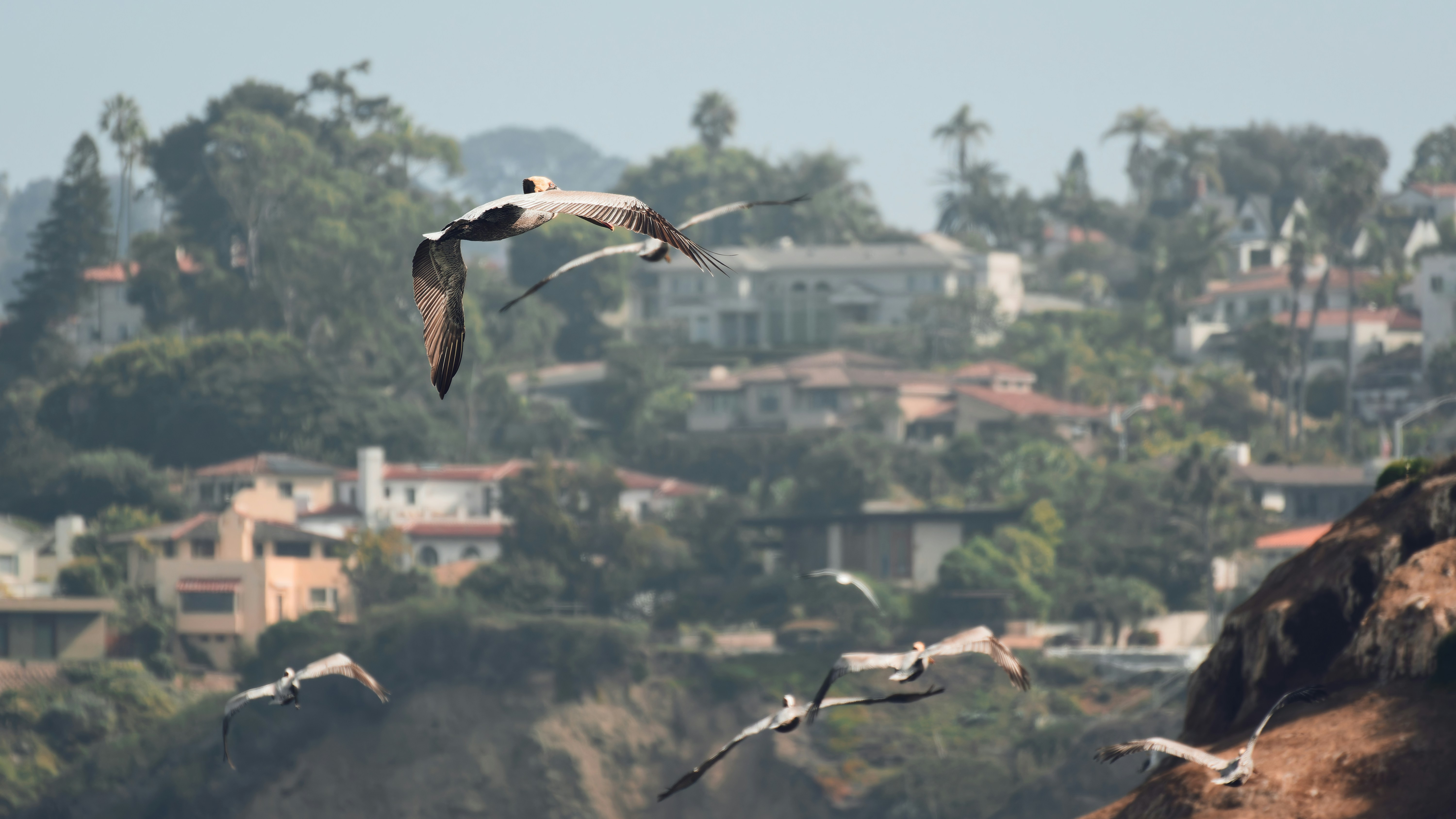 Gull in Flight Over a Cliffside Coastal Town