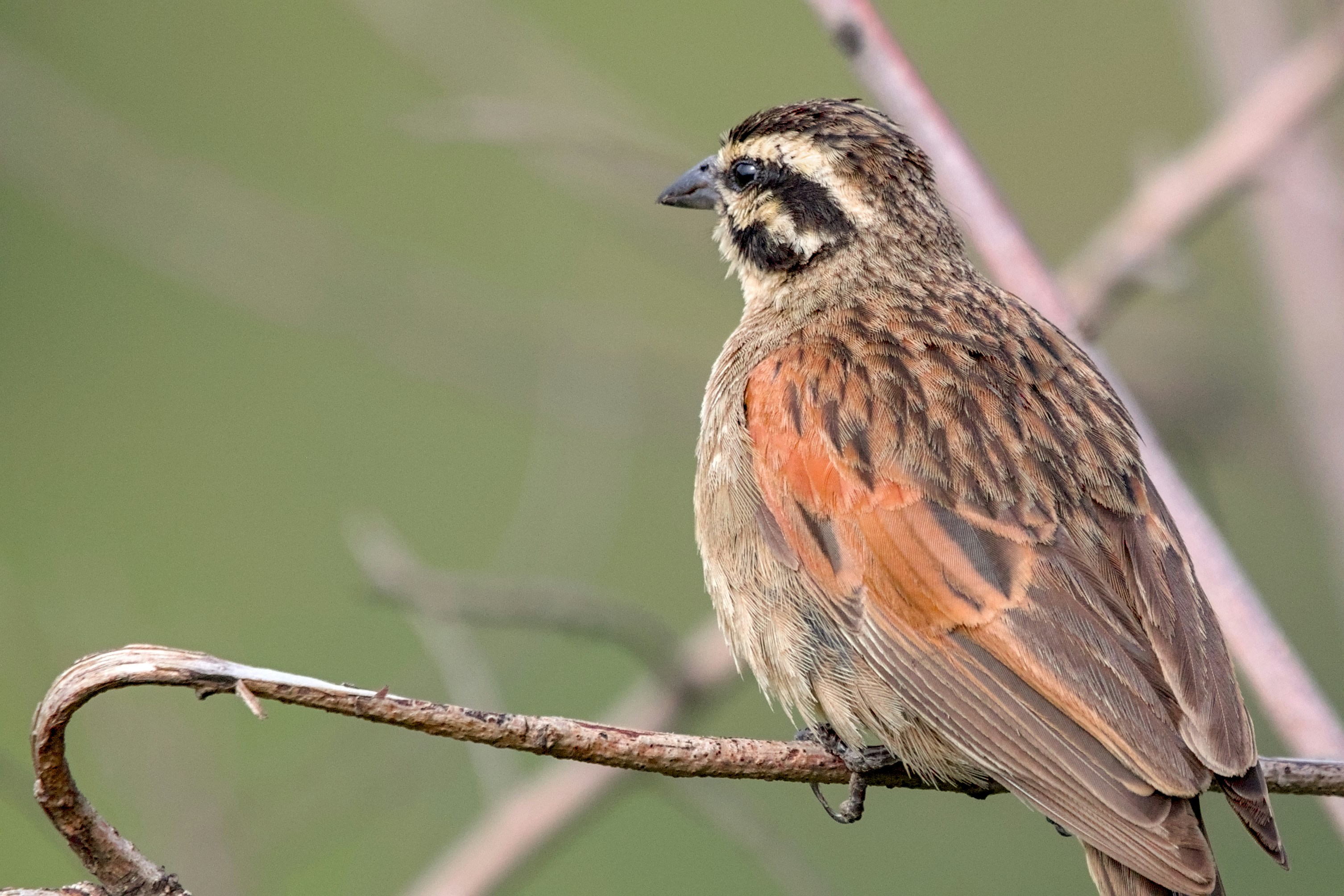 Cape Bunting resting on a slender branch, displaying its intricate plumage against a soft green background.