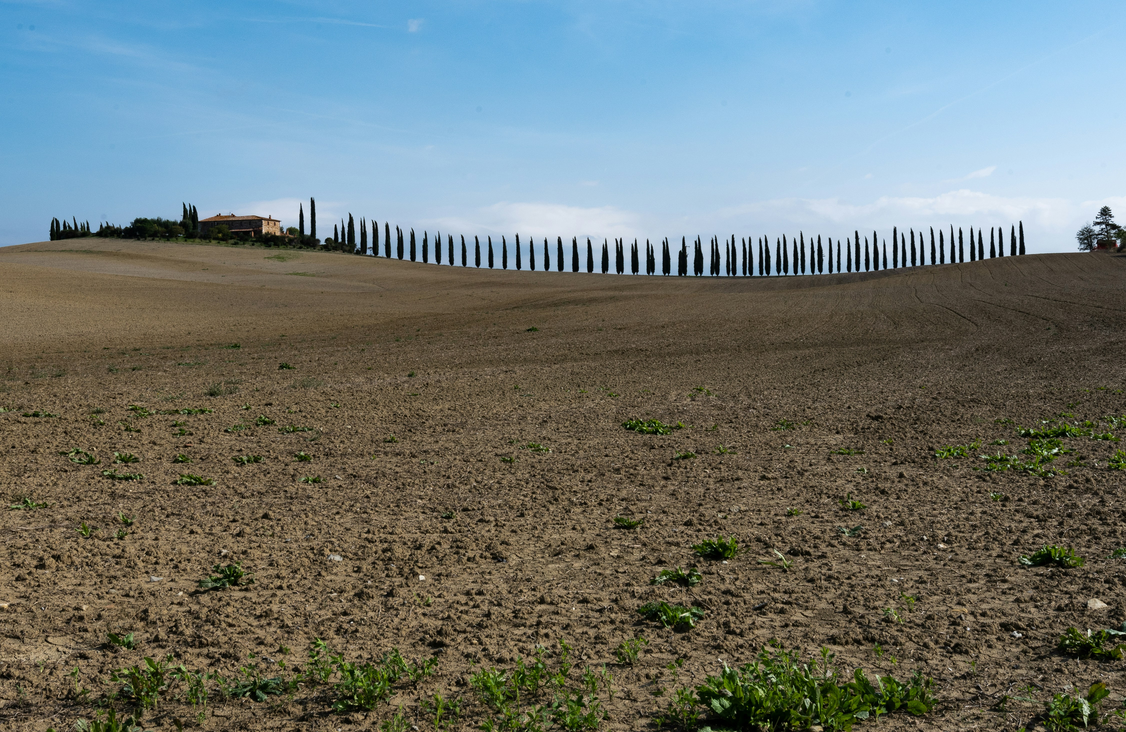 Rolling hills with a line of tall cypress trees under a blue sky.