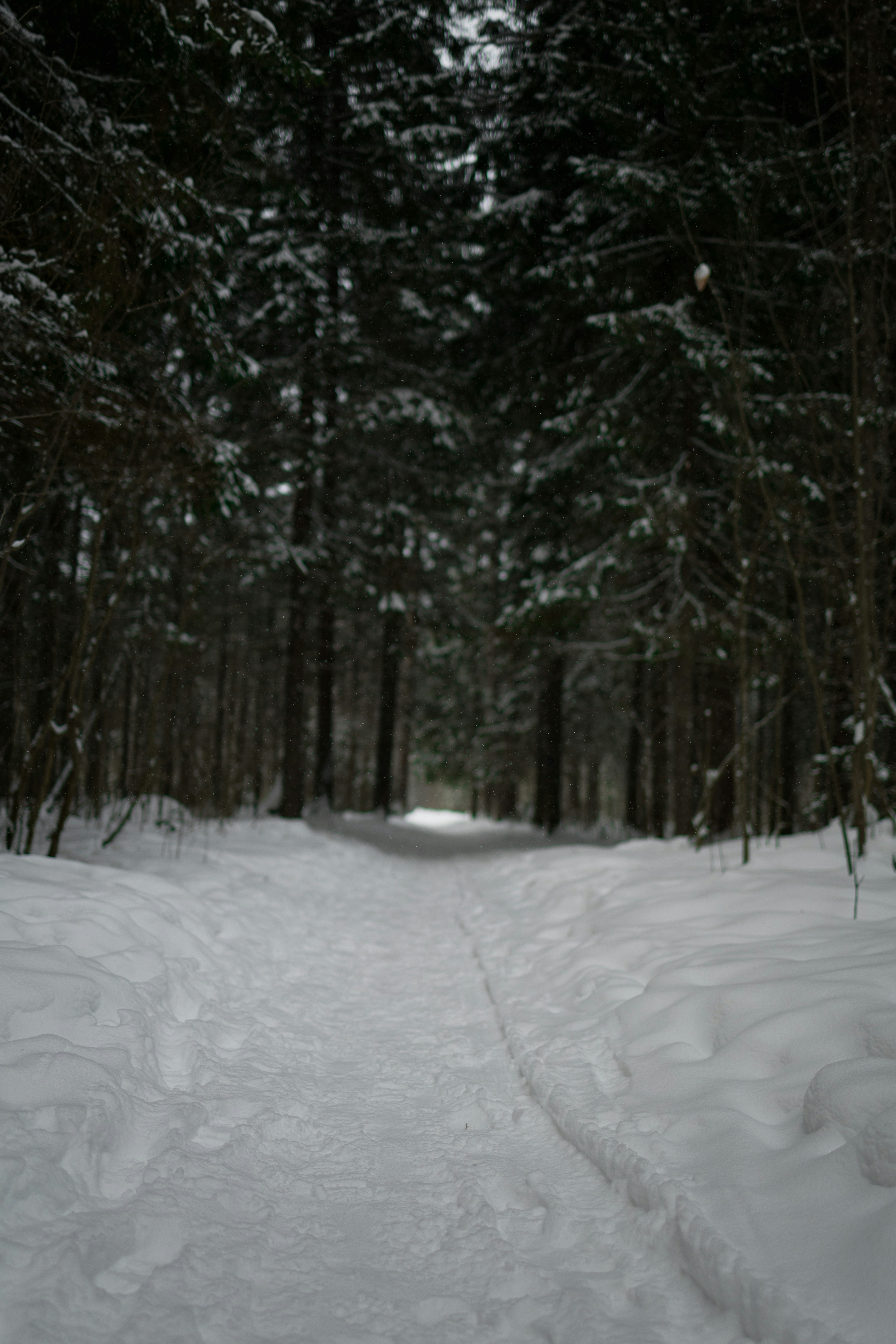 Quiet Snowbound Path Through a Dark Pine Forest