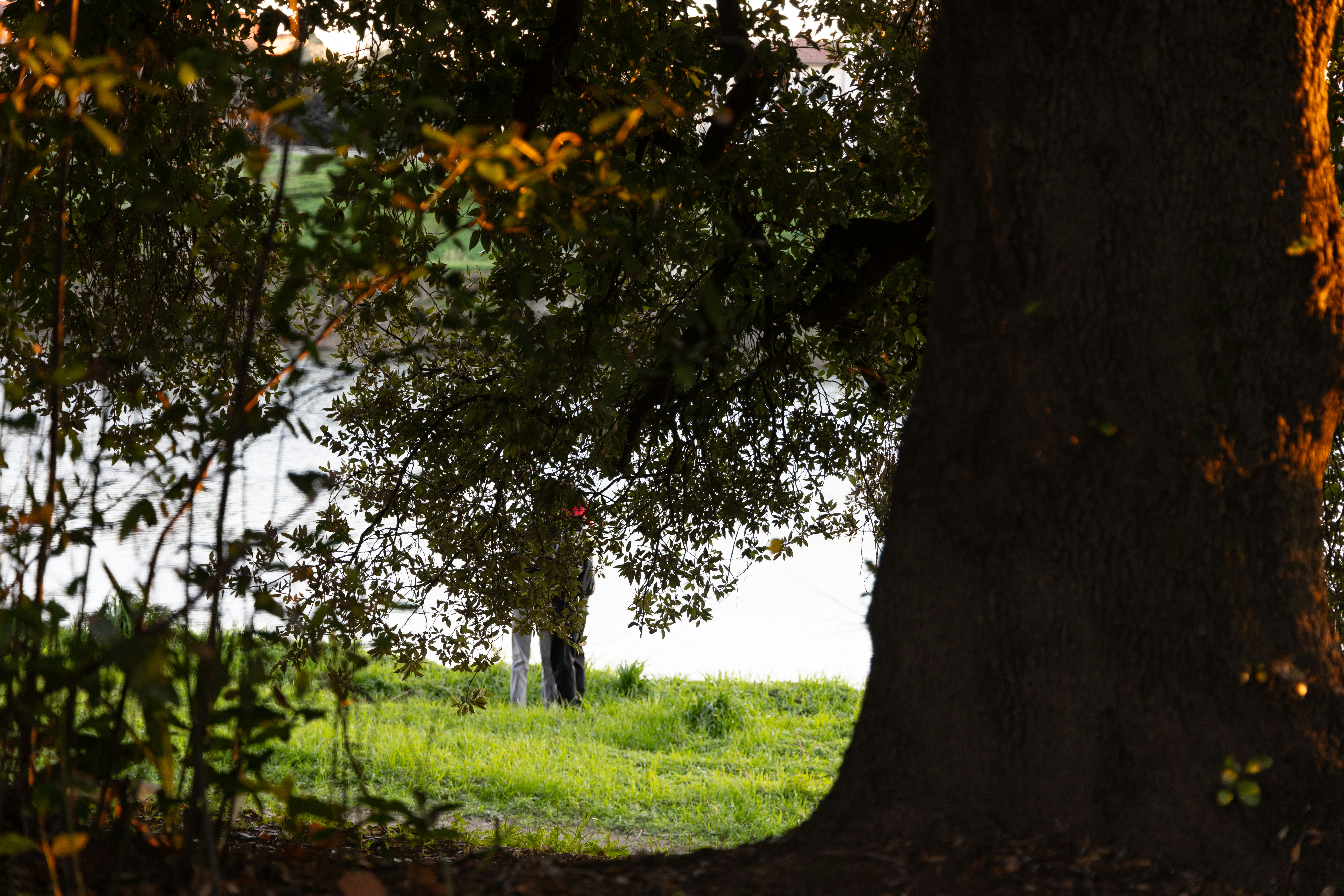 Two figures partially hidden behind foliage near a sunlit riverbank.