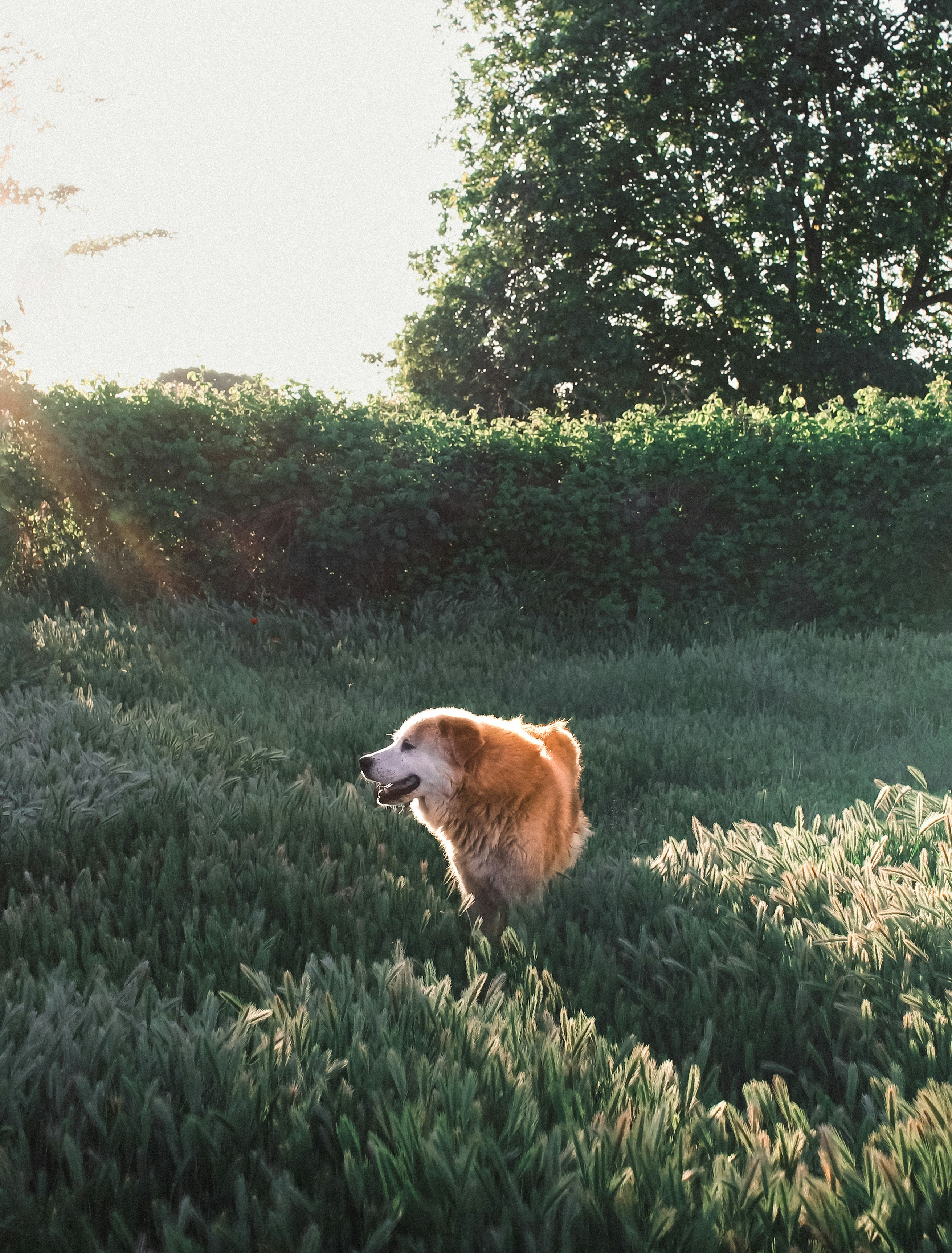 Sunlit Golden Retriever in a Meadow of Tall Grass