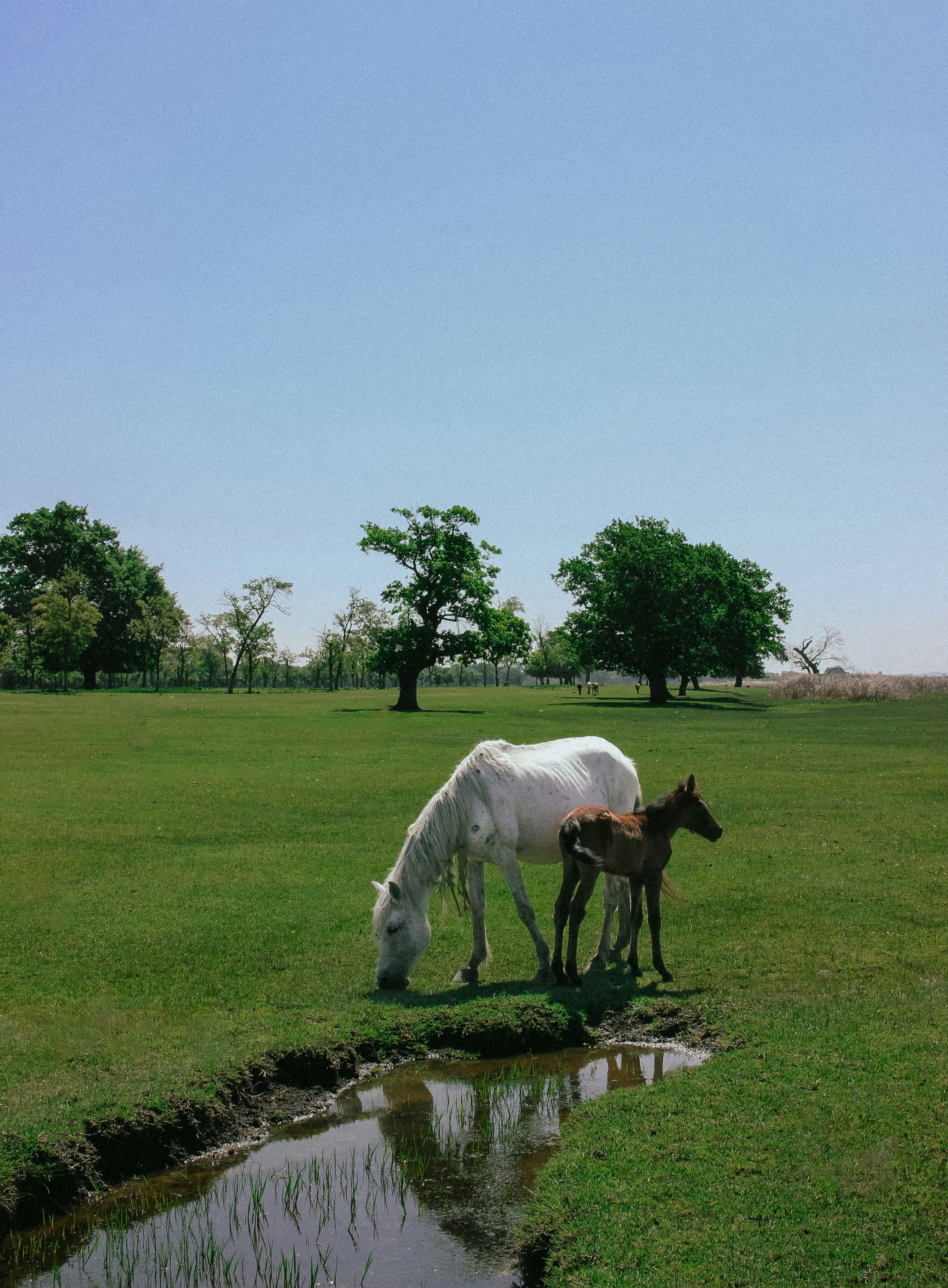 Pastoral Bond: White Mare and Foal at Water’s Edge