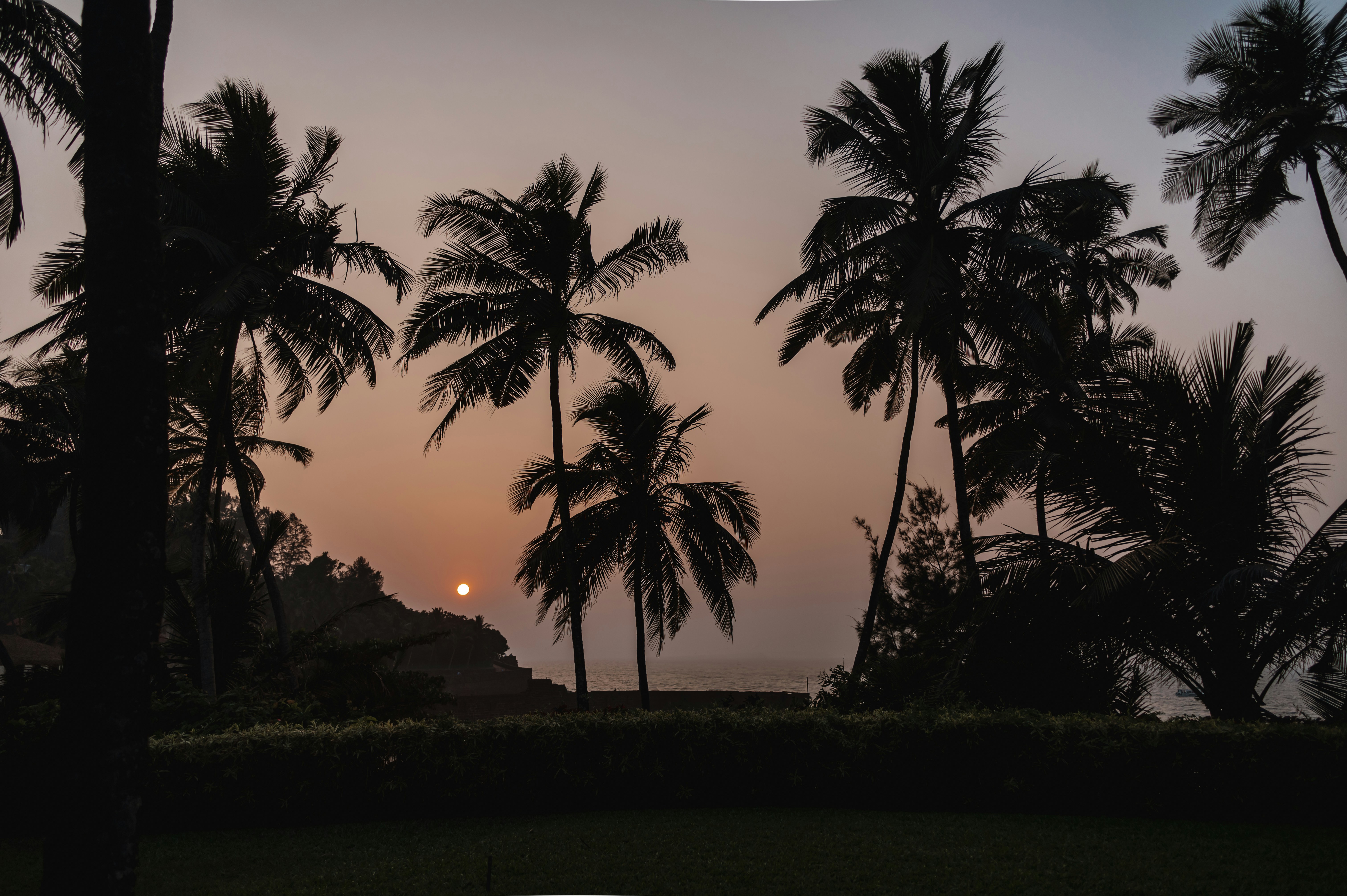Twilight Silhouettes Amidst Tropical Palms