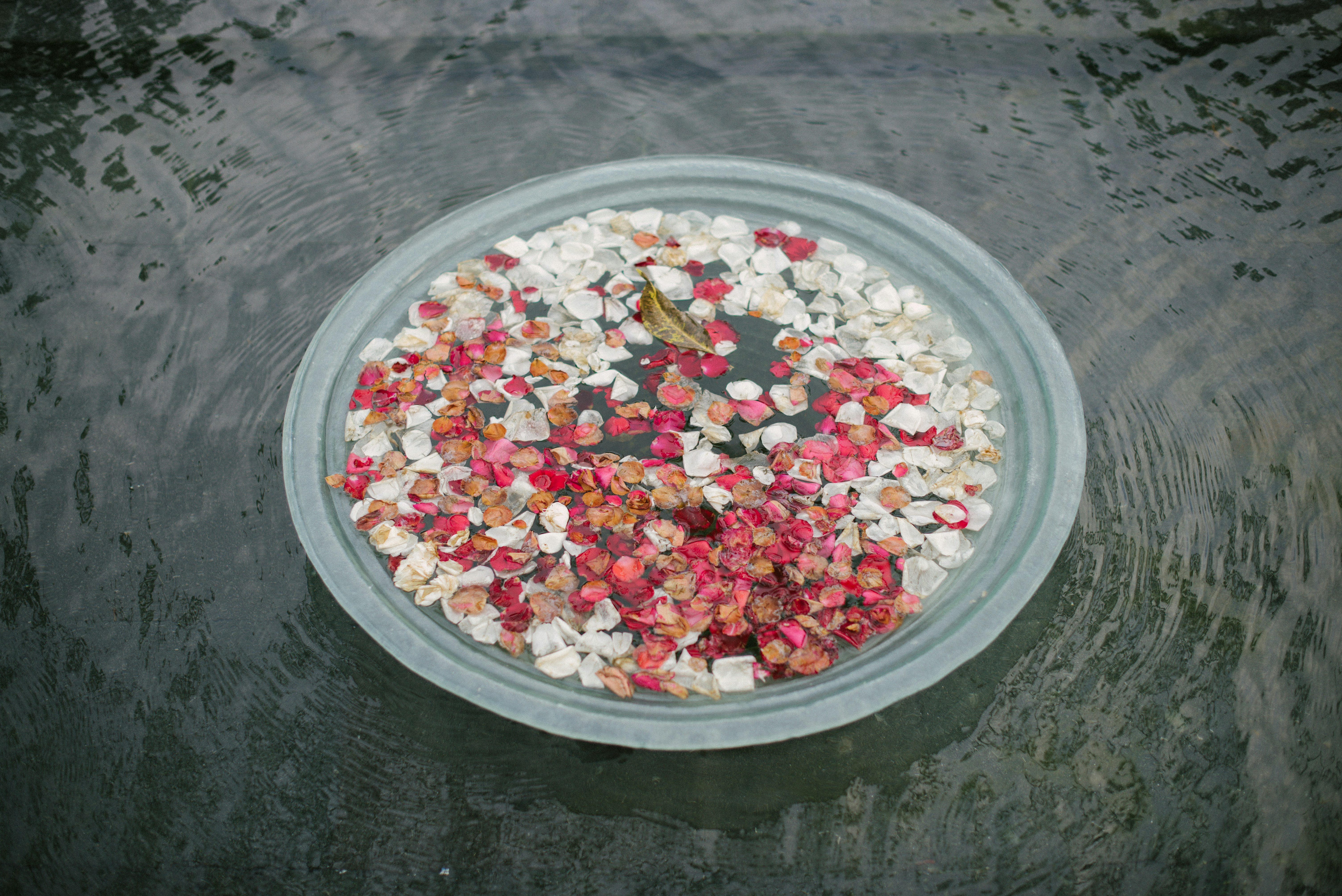 Circular Petal Mosaic: A Glass Bowl Drifts on Dark Water
