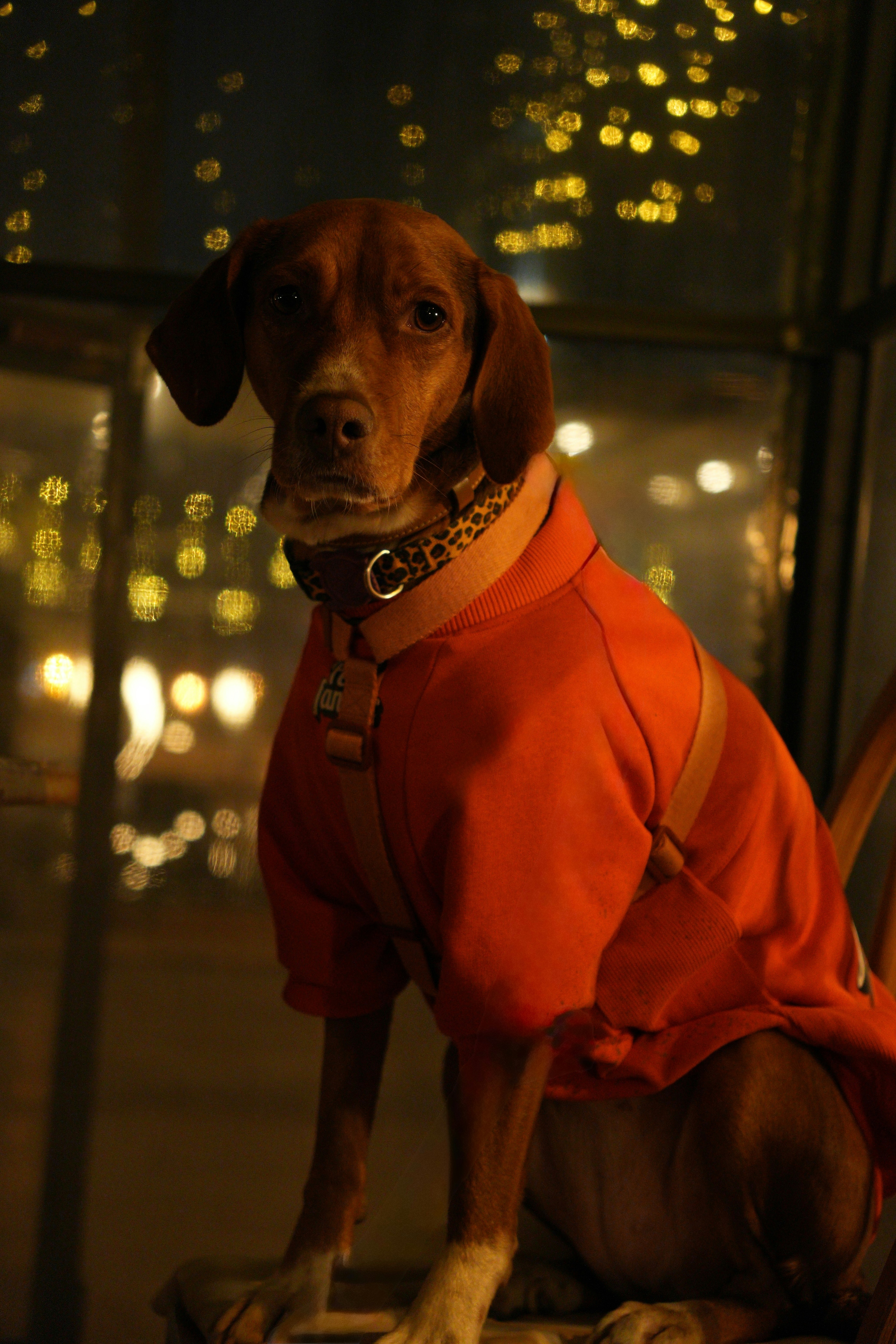 Urban Glow: a warm-hued hound sits in a cozy orange sweater as city lights shimmer