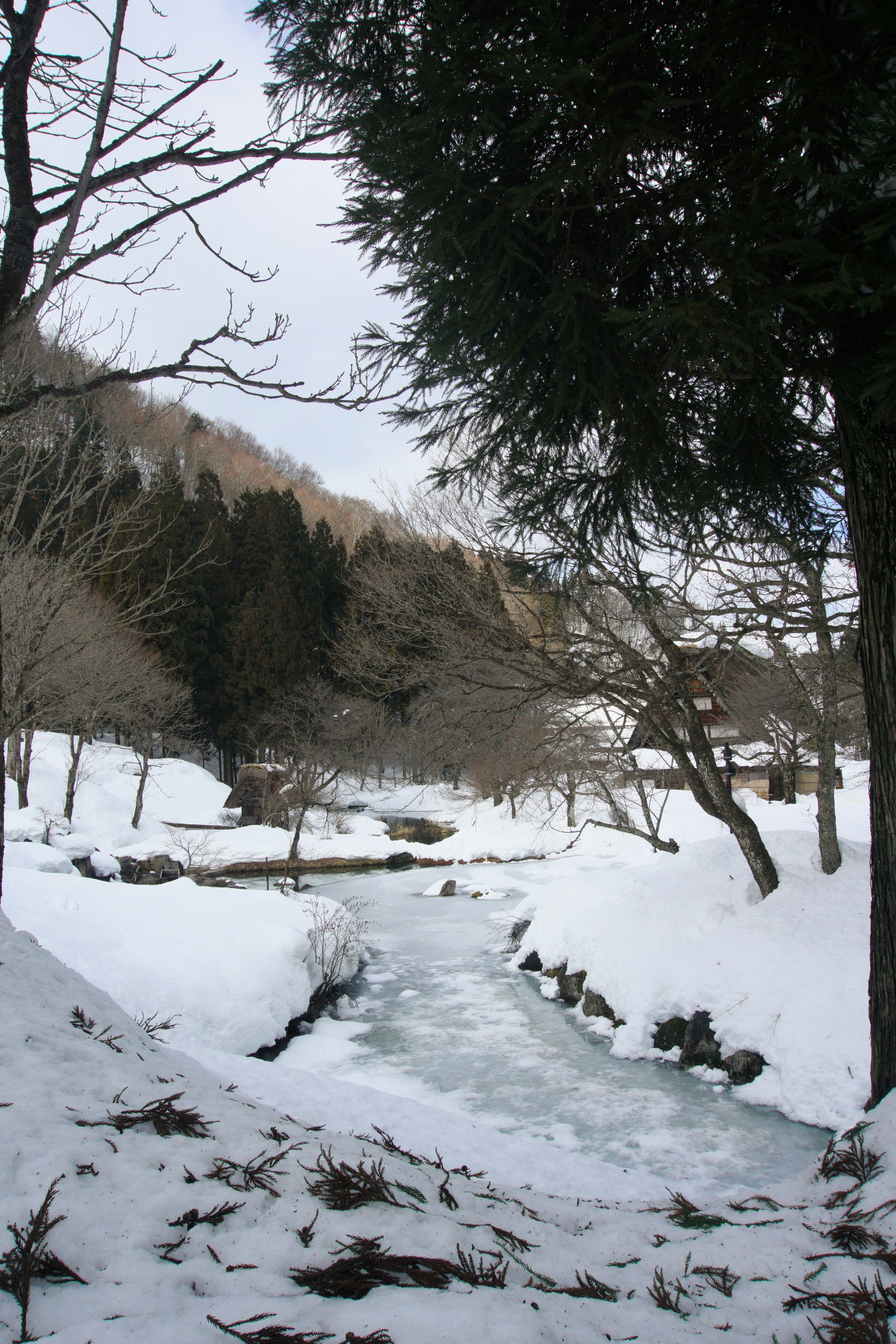 Winter's Quiet Bend: A Frozen Brook Winding Past Snowy Pines