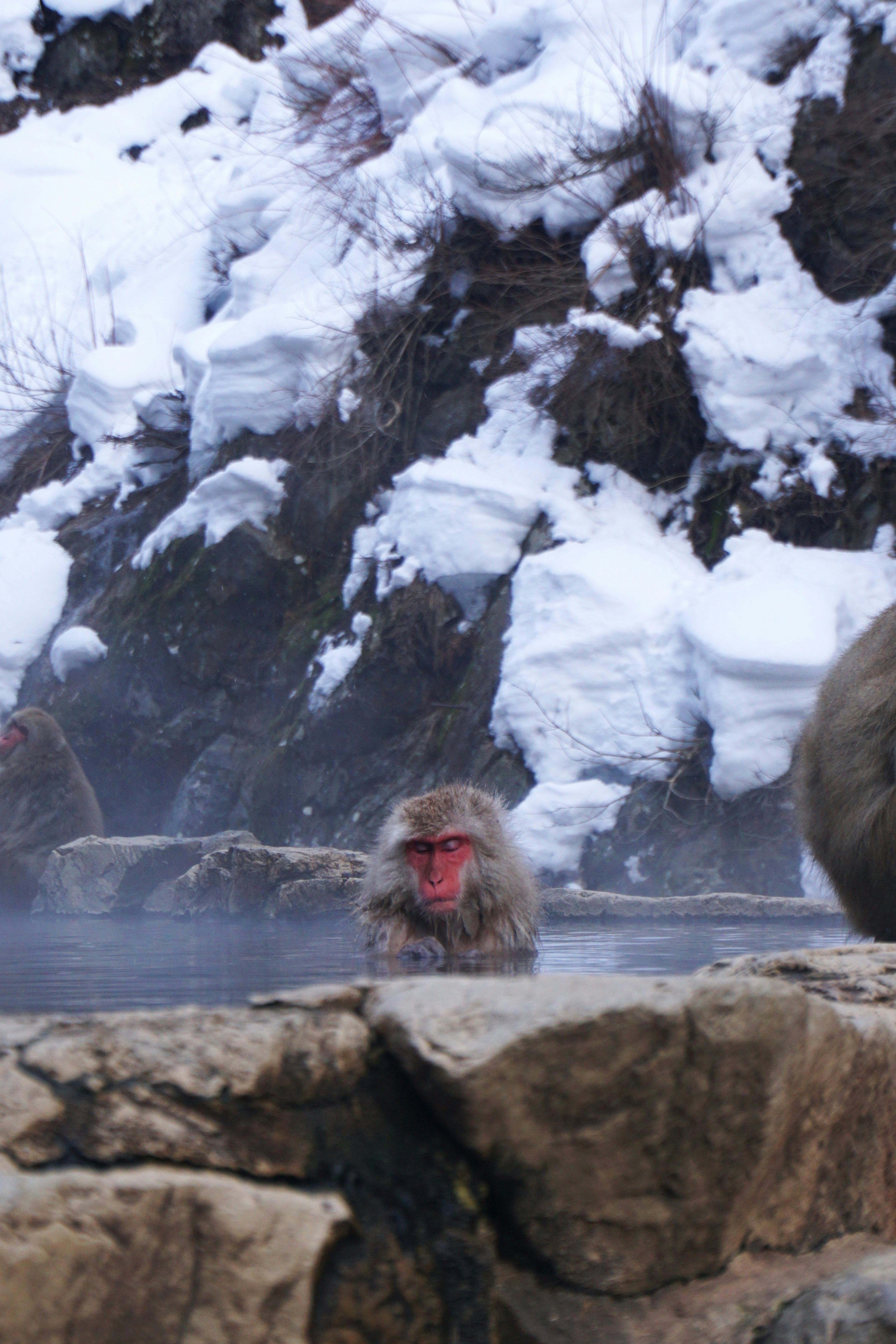 A group of monkeys sitting in a hot spring photo – Free Winter Image on ...