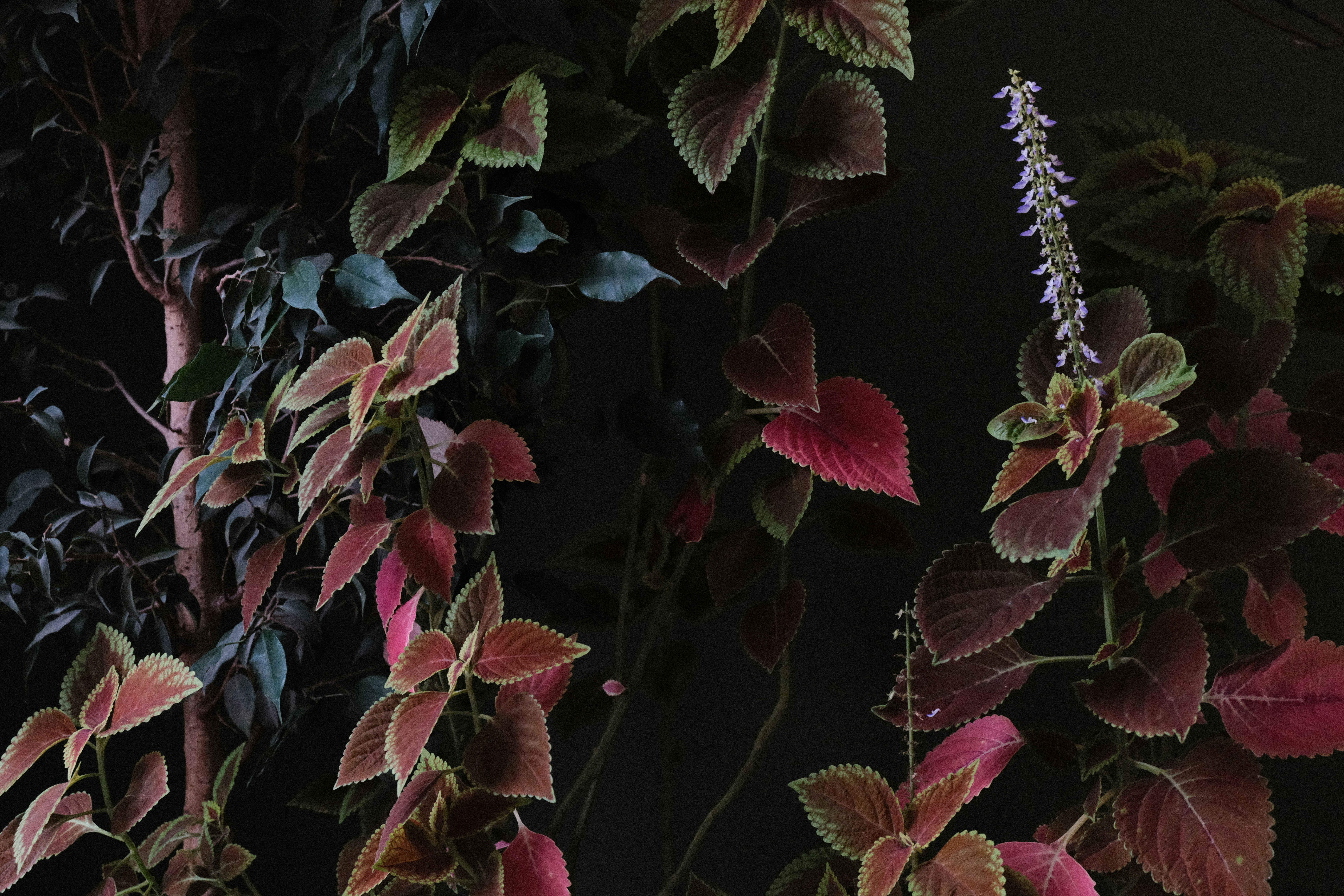 Variegated leaves with pink and green hues against a dark background.