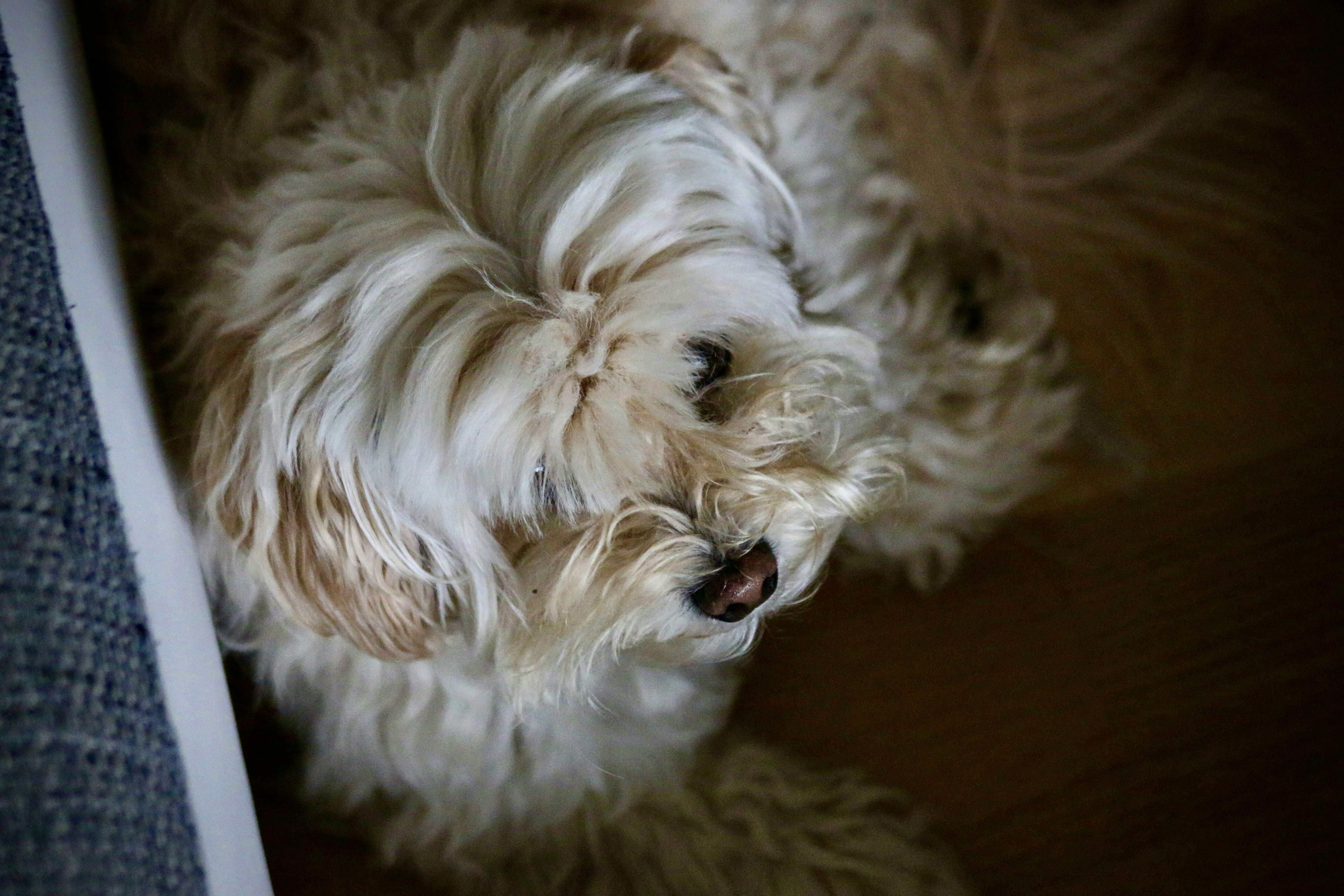Soft Light, Quiet Comfort: A Fluffy Dog Resting by the Wooden Floor