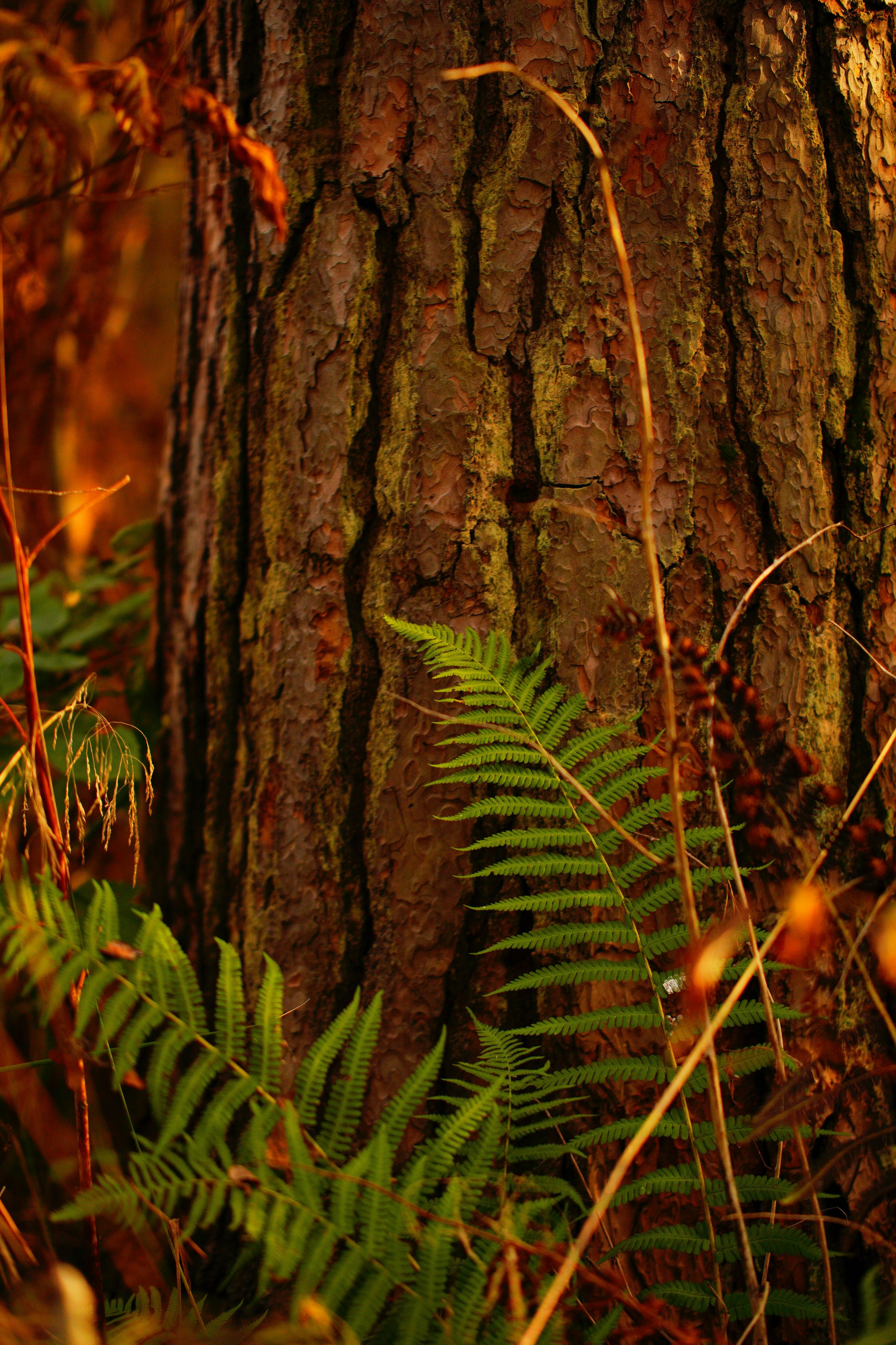 Amber Hour Ferns Nesting by the Rugged Tree Trunk
