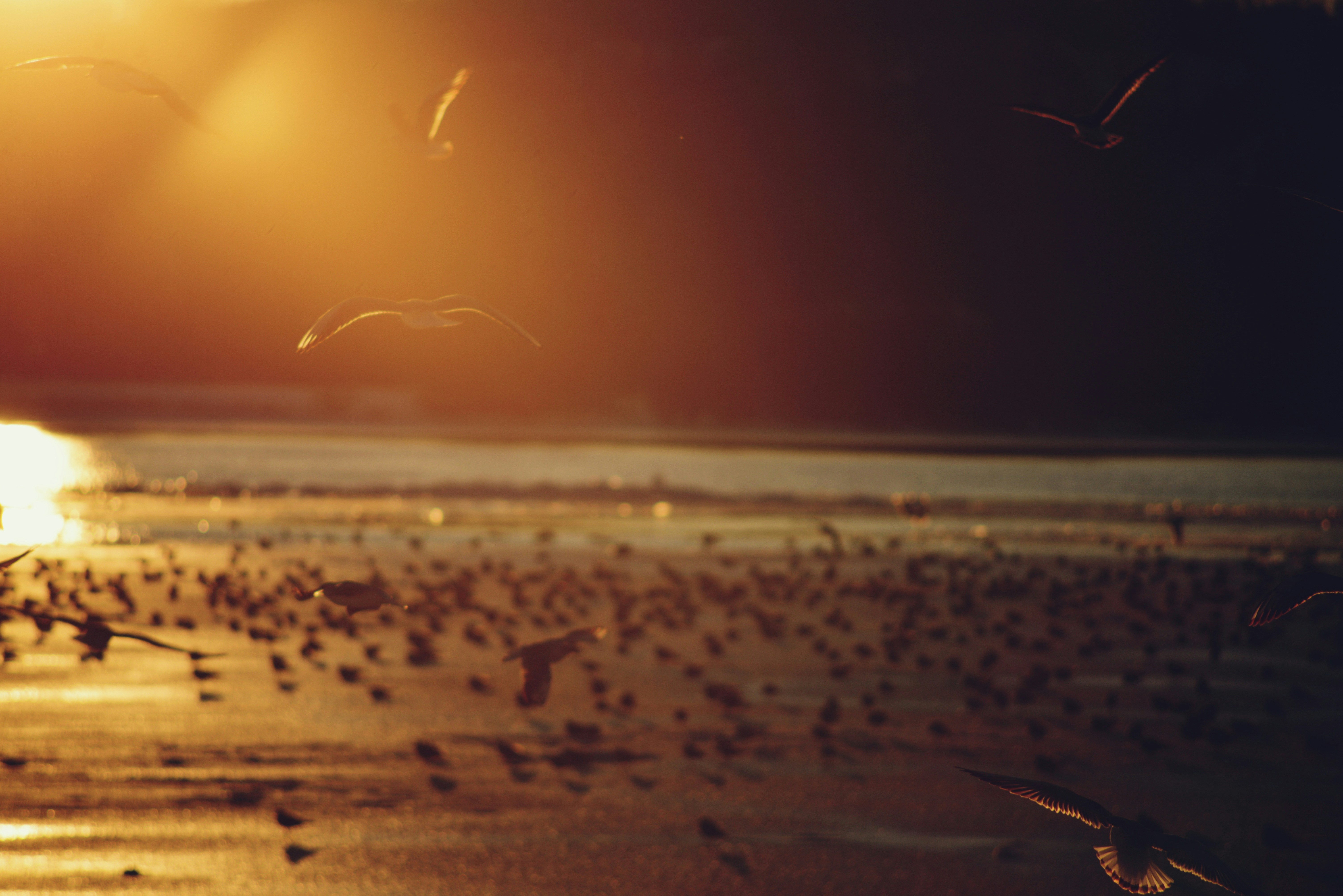 Ember Hour over the Tidal Plain: Gulls in Flight at Sunset