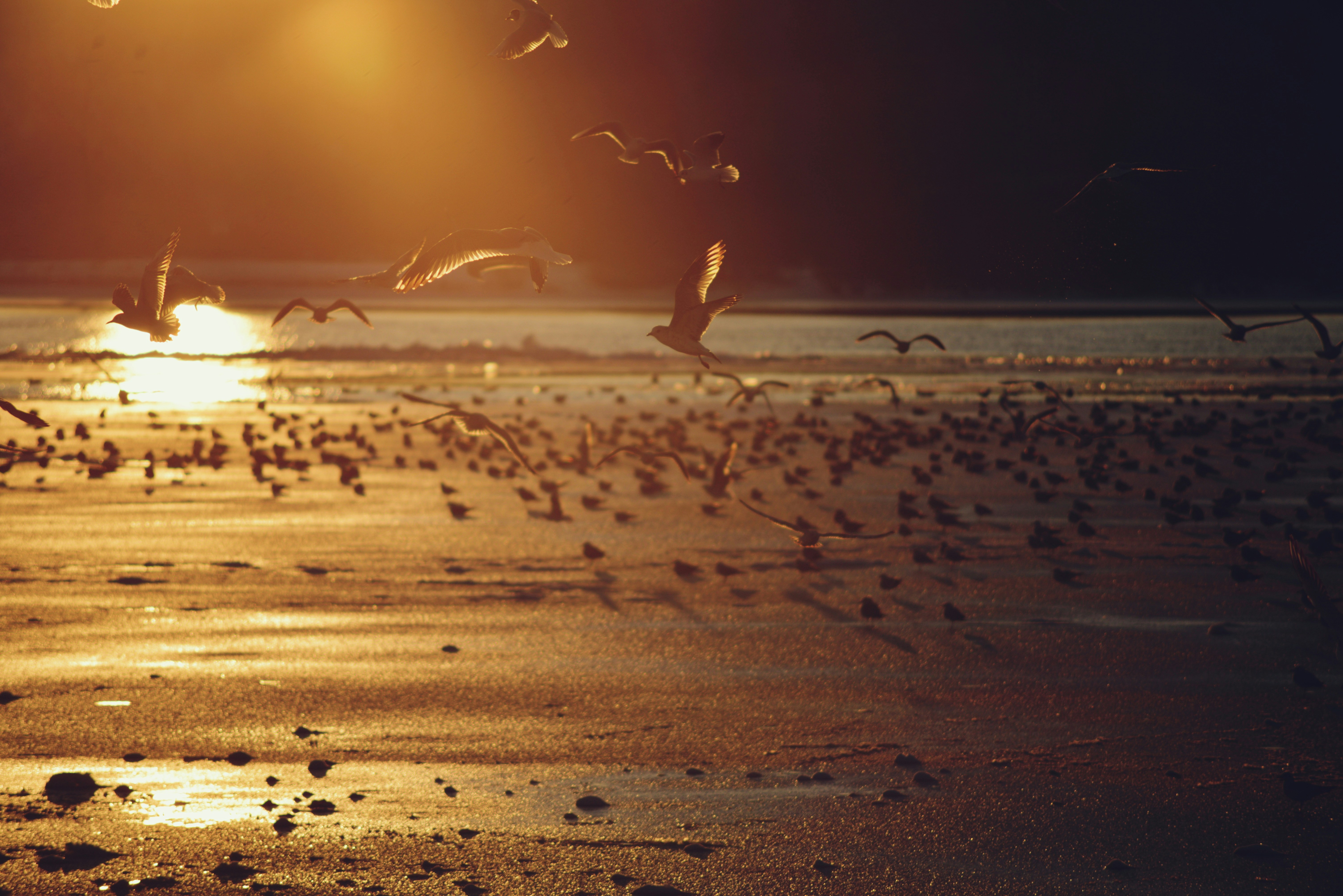 Sunlit Shoreline Chorus: Seabirds at Dusk over Gold-Glazed Sand