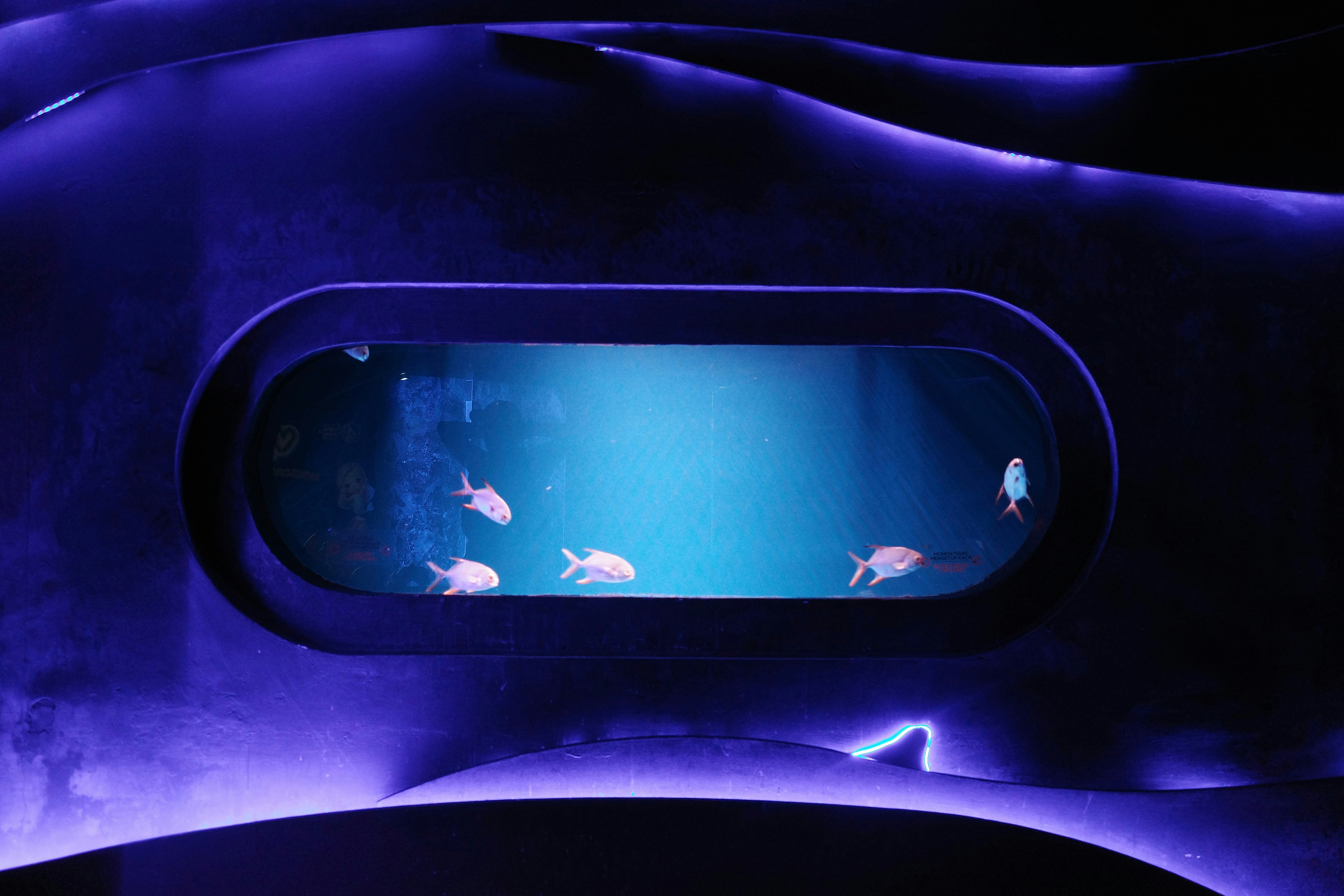 Azure Capsule Window: Neon-Blue Aquarium Scene Framed by Violet Light