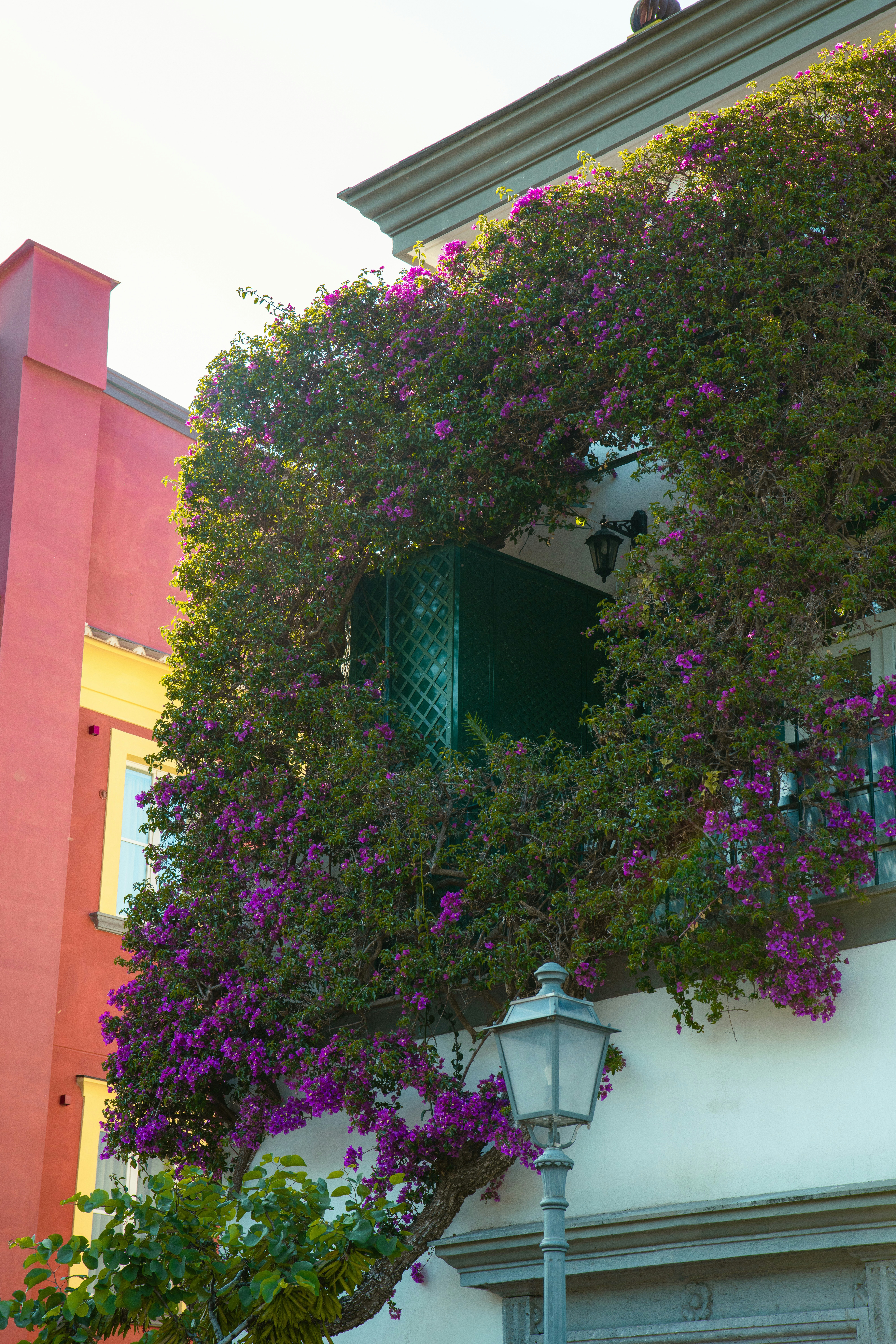 Bougainvillea Arch Weaving Magenta Over a Green Balcony