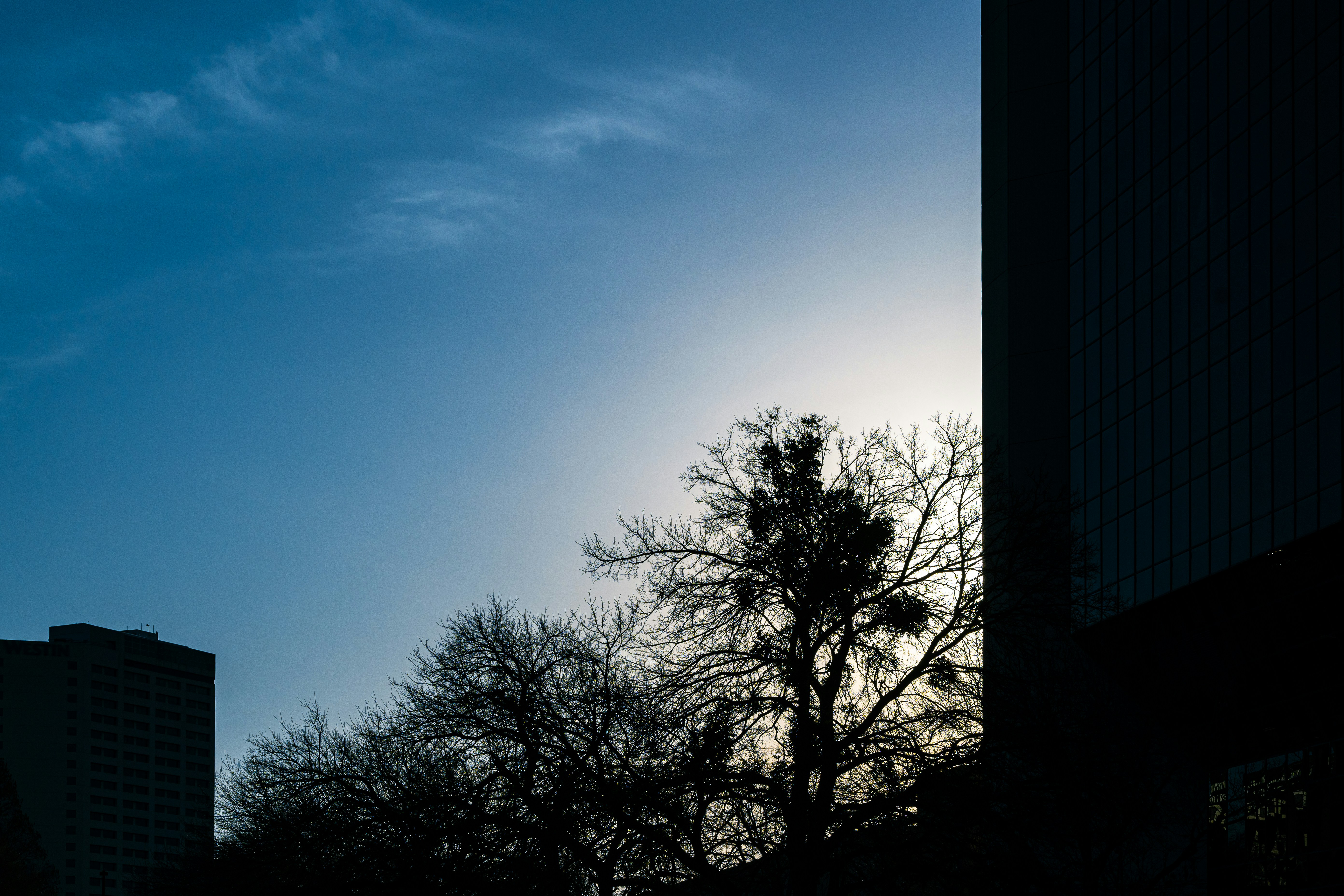 Silhouetted trees and buildings against a bright morning sky.