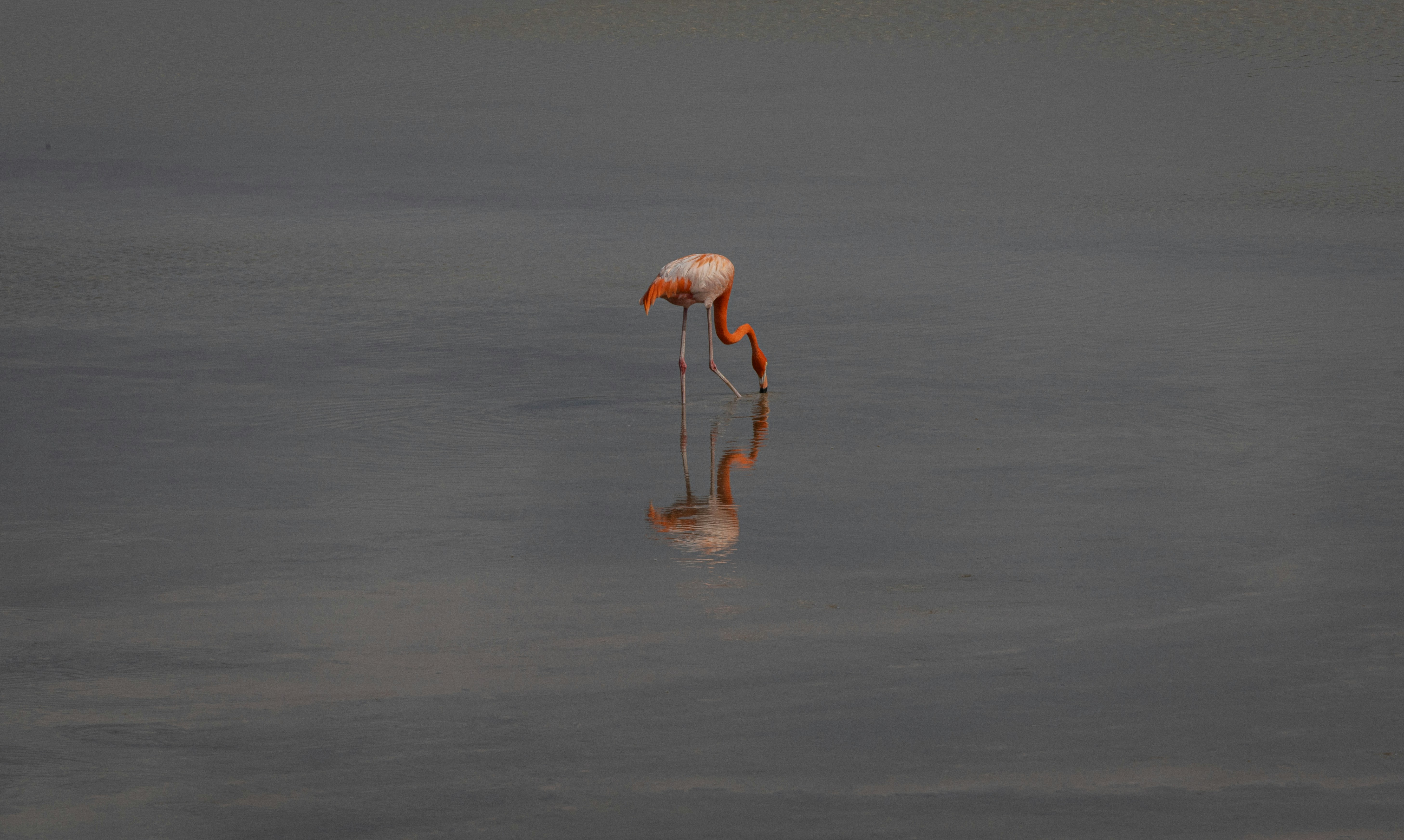A single flamingo standing in the middle of a body of water photo ...