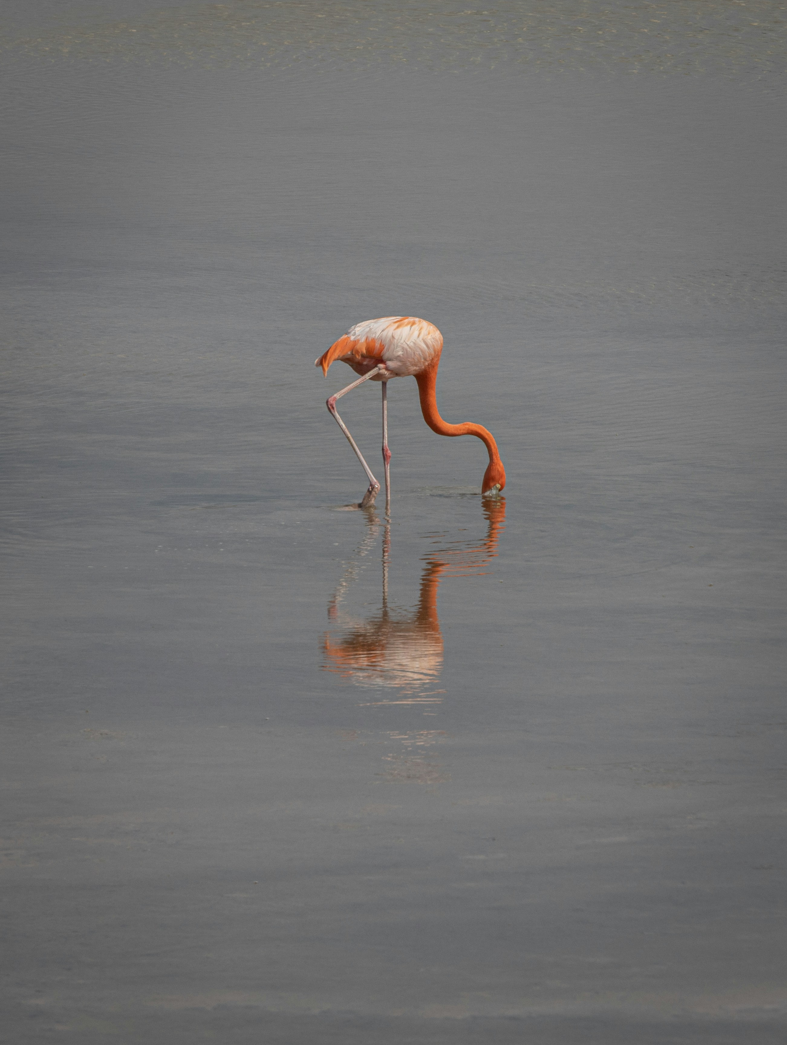 A flamingo standing in the middle of a body of water photo – Free ...