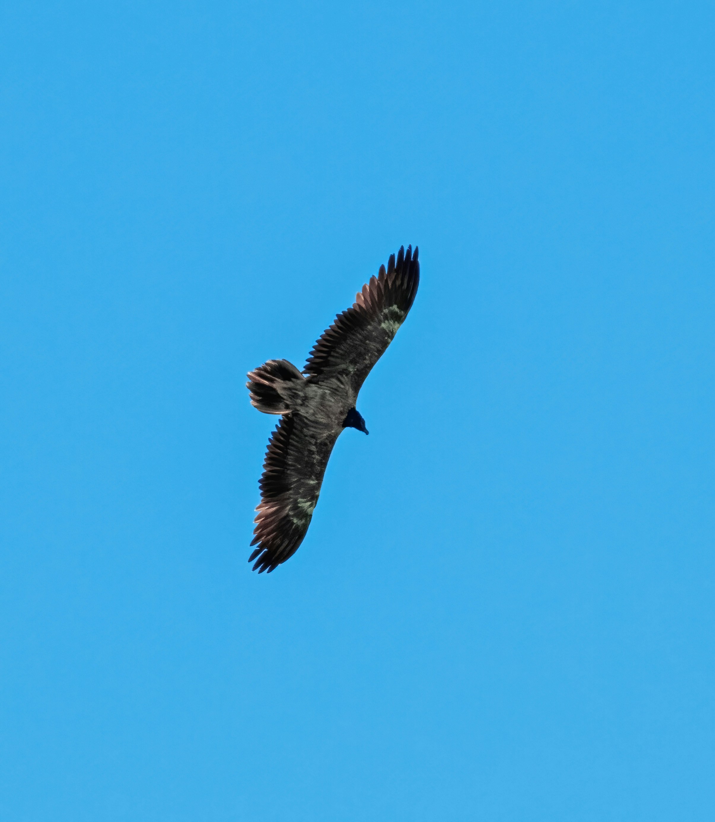 Azure Odyssey: A Raptor Carves a Sharp Silhouette Across a Clear Sky