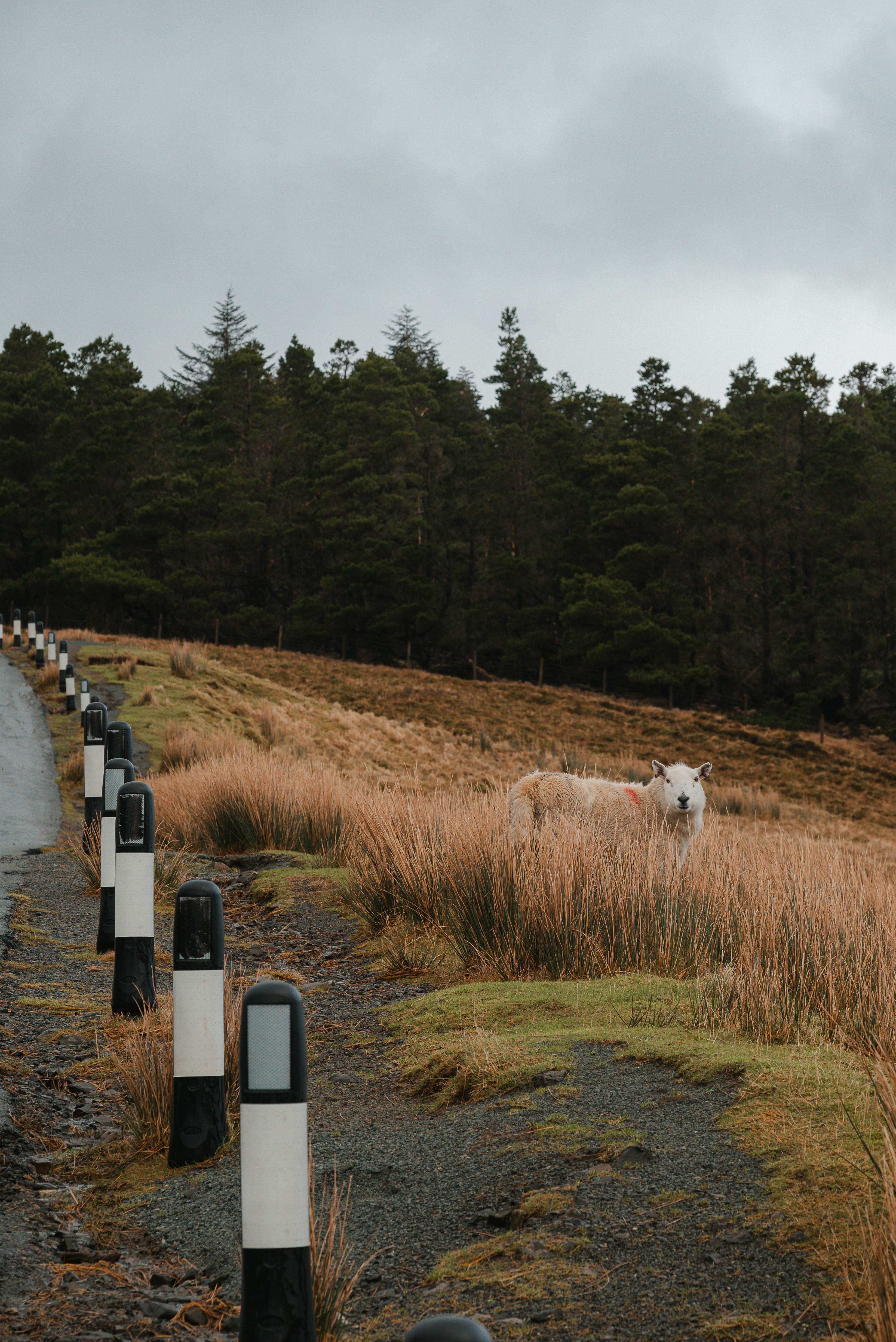 Boundary Watcher on the Moor: a white dog among tall grasses beside a row of striped posts