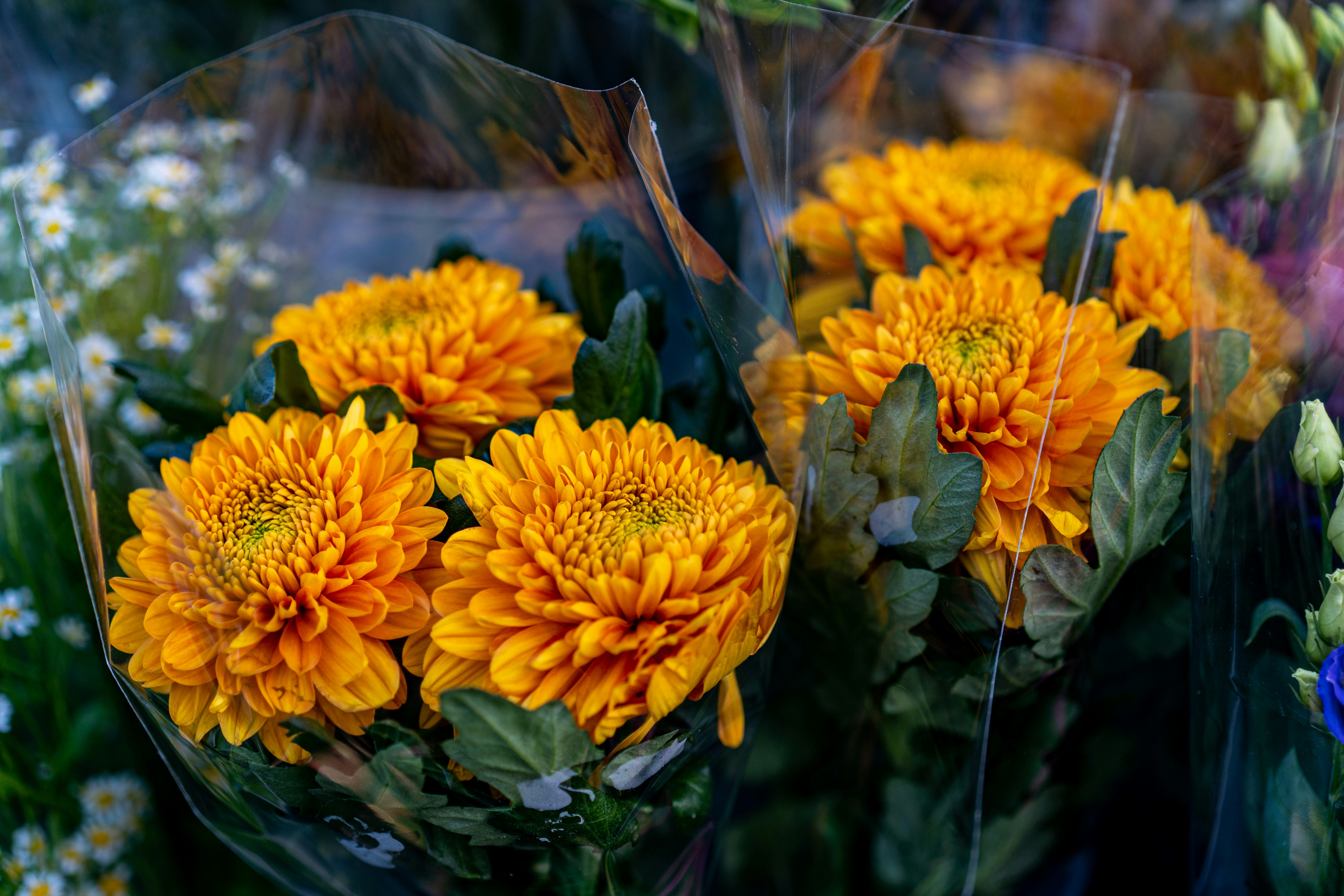 Amber Chrysanthemums Wrapped in a Crystal Veil