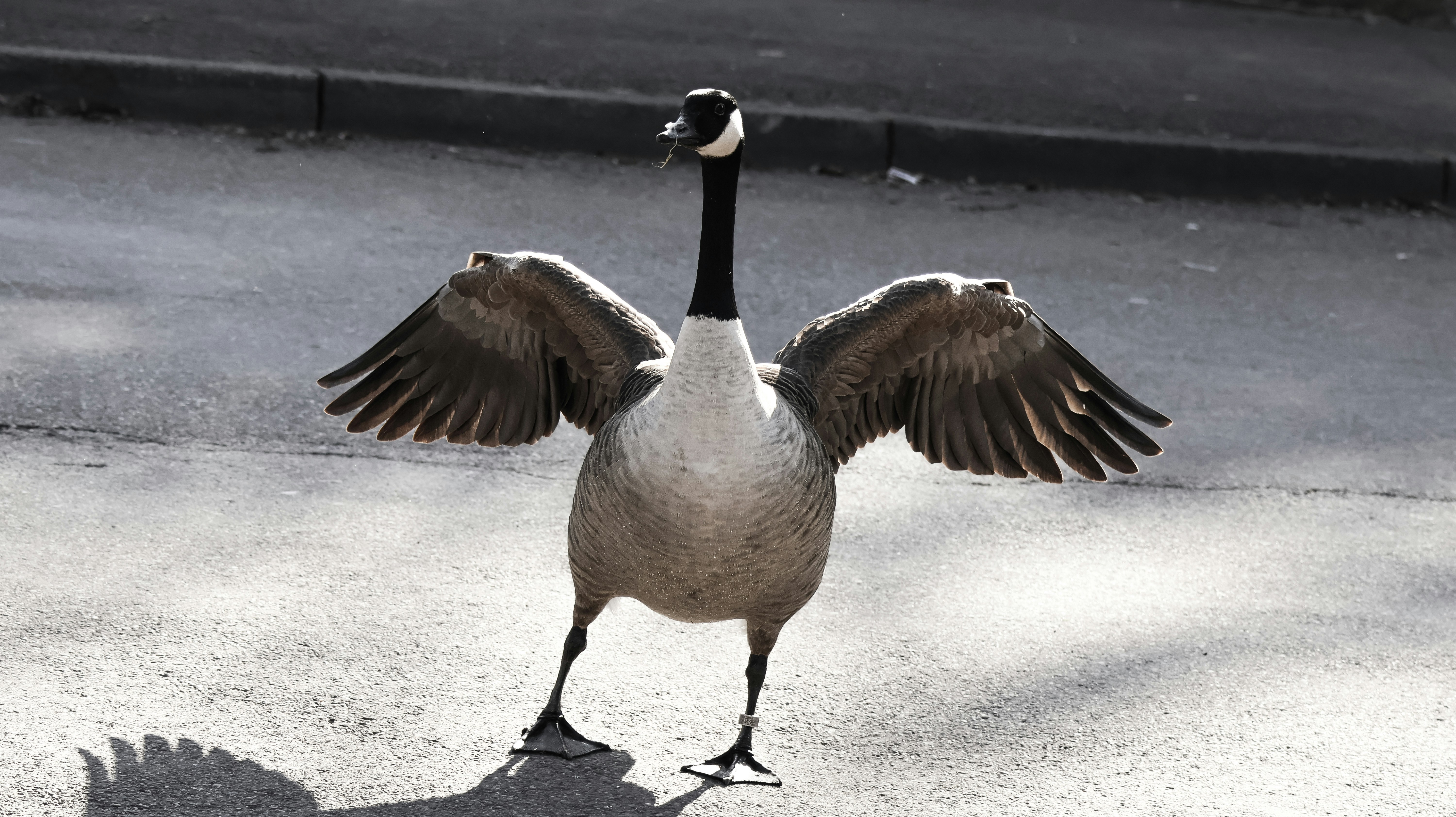 Winged Standstill in a Sunlit Parking Lot