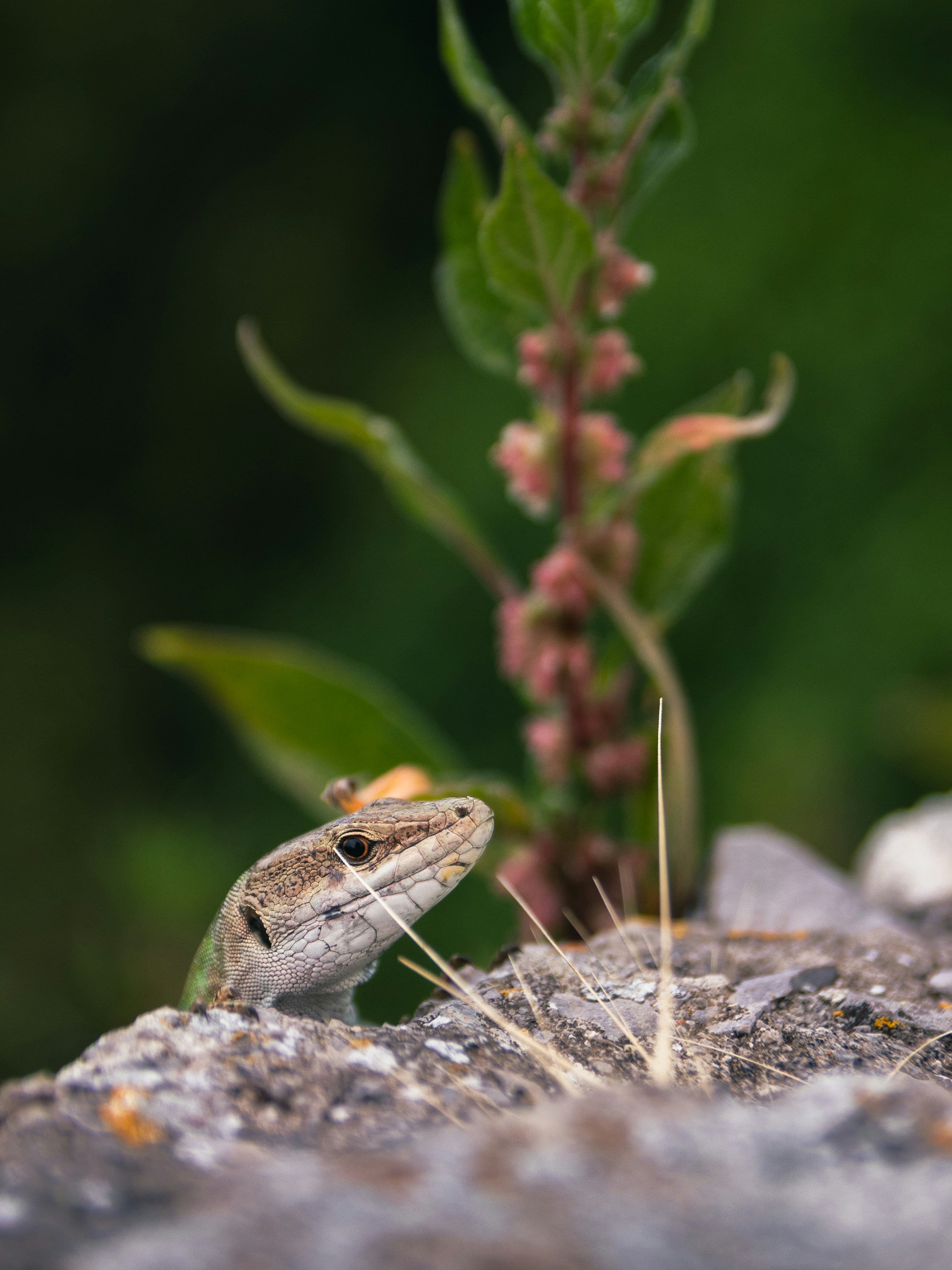 Lizard in the Rock Crest: A Quiet Moment with a Watchful Gaze