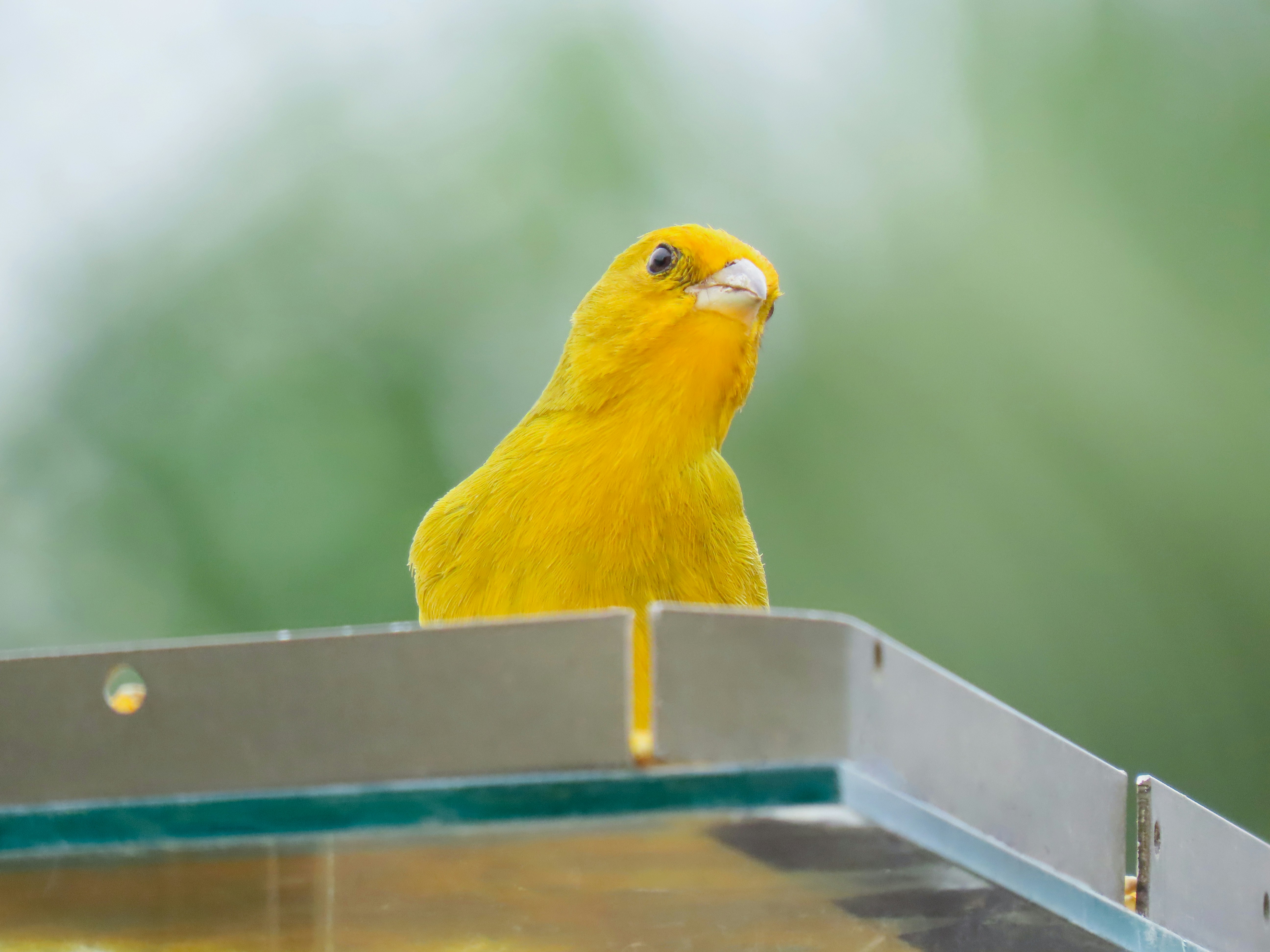 Canary's Golden Gaze Over a Metal Feeder