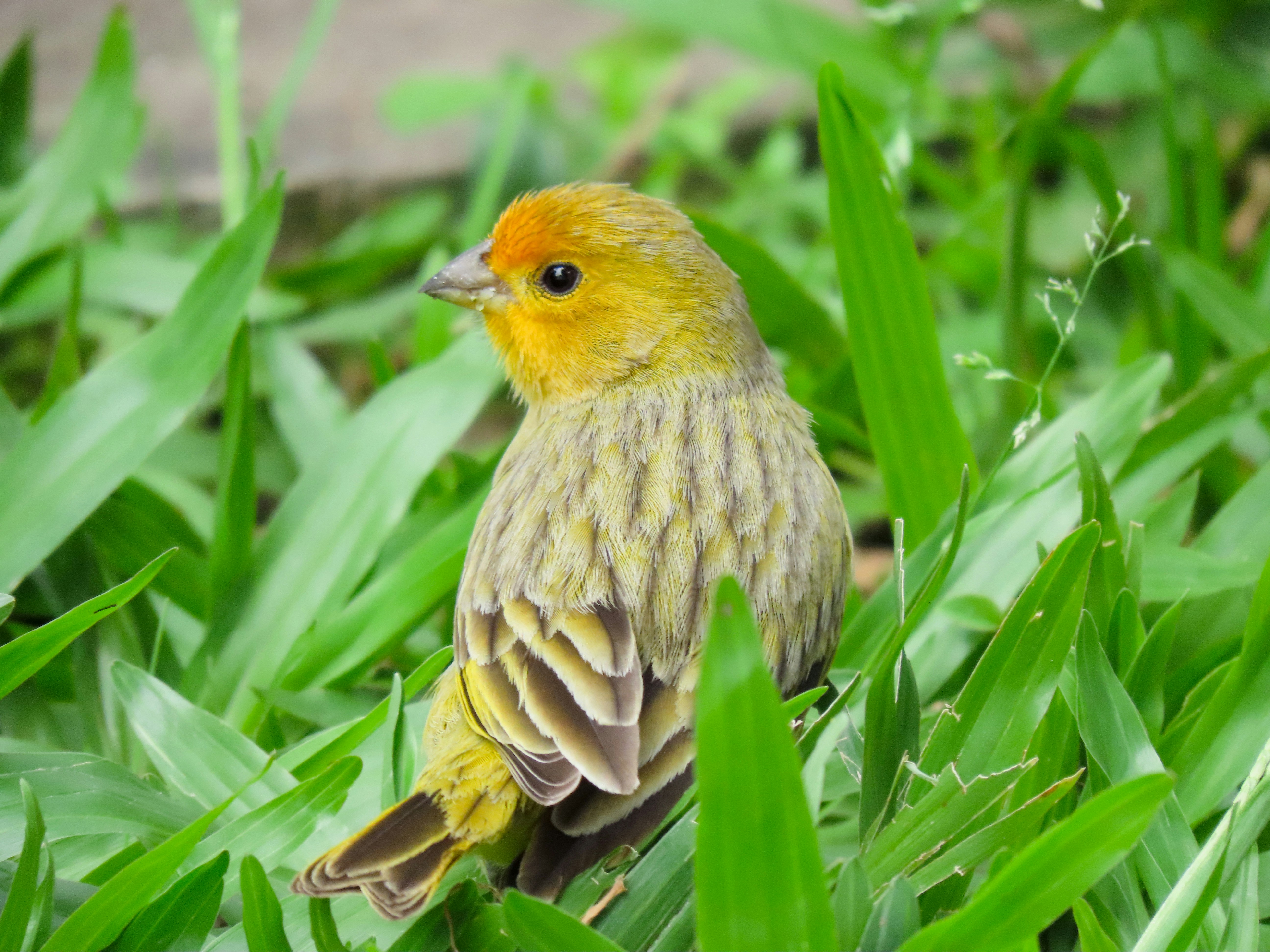 Canário-da-terra/Saffron Finch (Sicalis flaveola)Patrícia Nicoloso