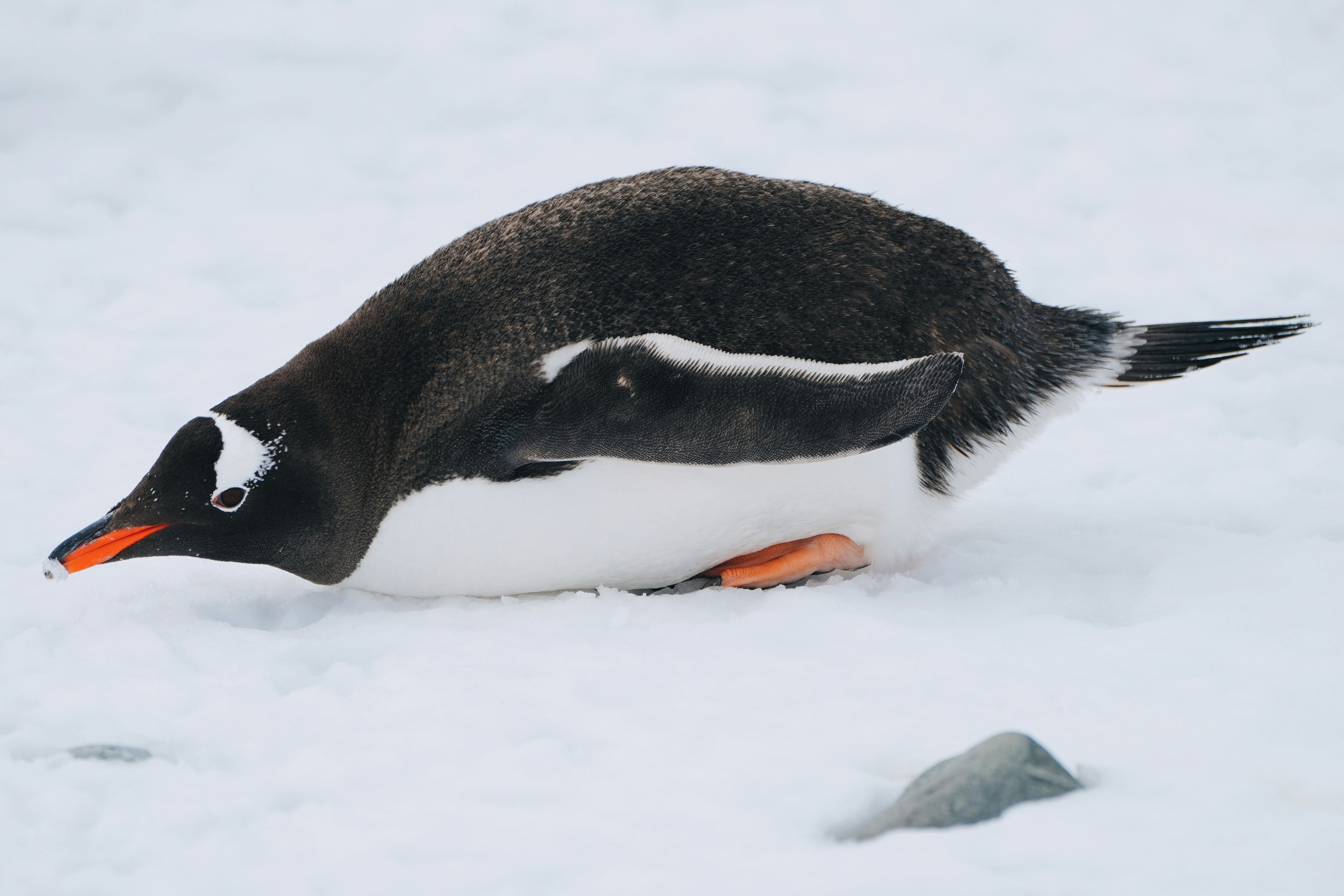 A penguin with an orange beak is walking in the snow photo – Free ...