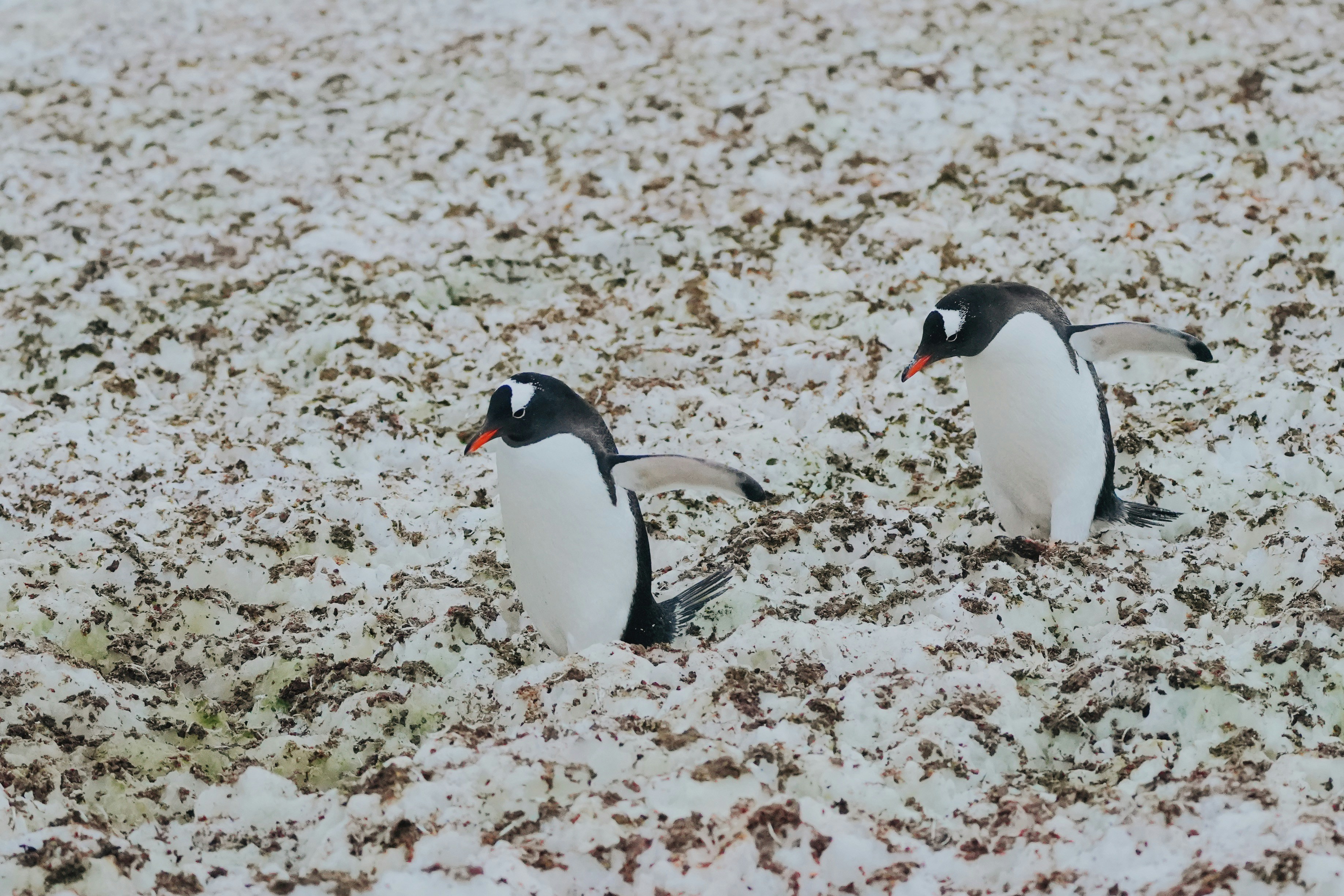 Twin Penguins on a Snow-Dusted Shore