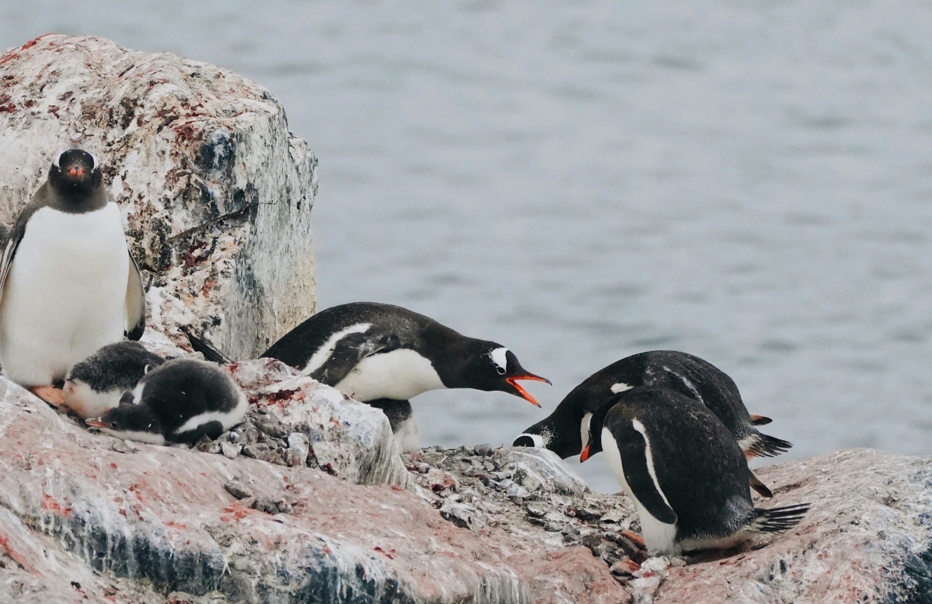 Beaks in Conversation on a Wind-swept Rocky Shore