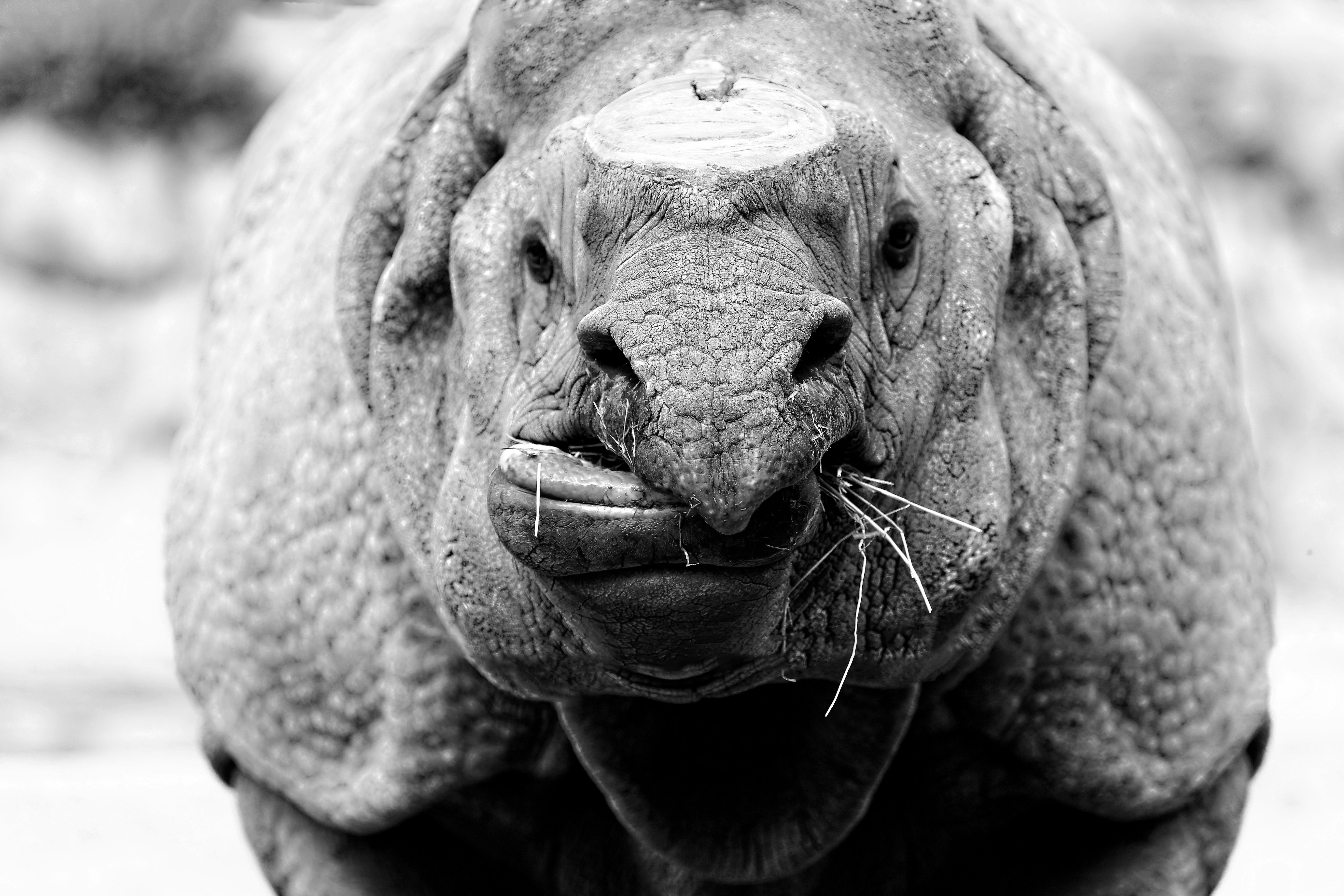 Timeless Gaze of the Ancient Rhino
