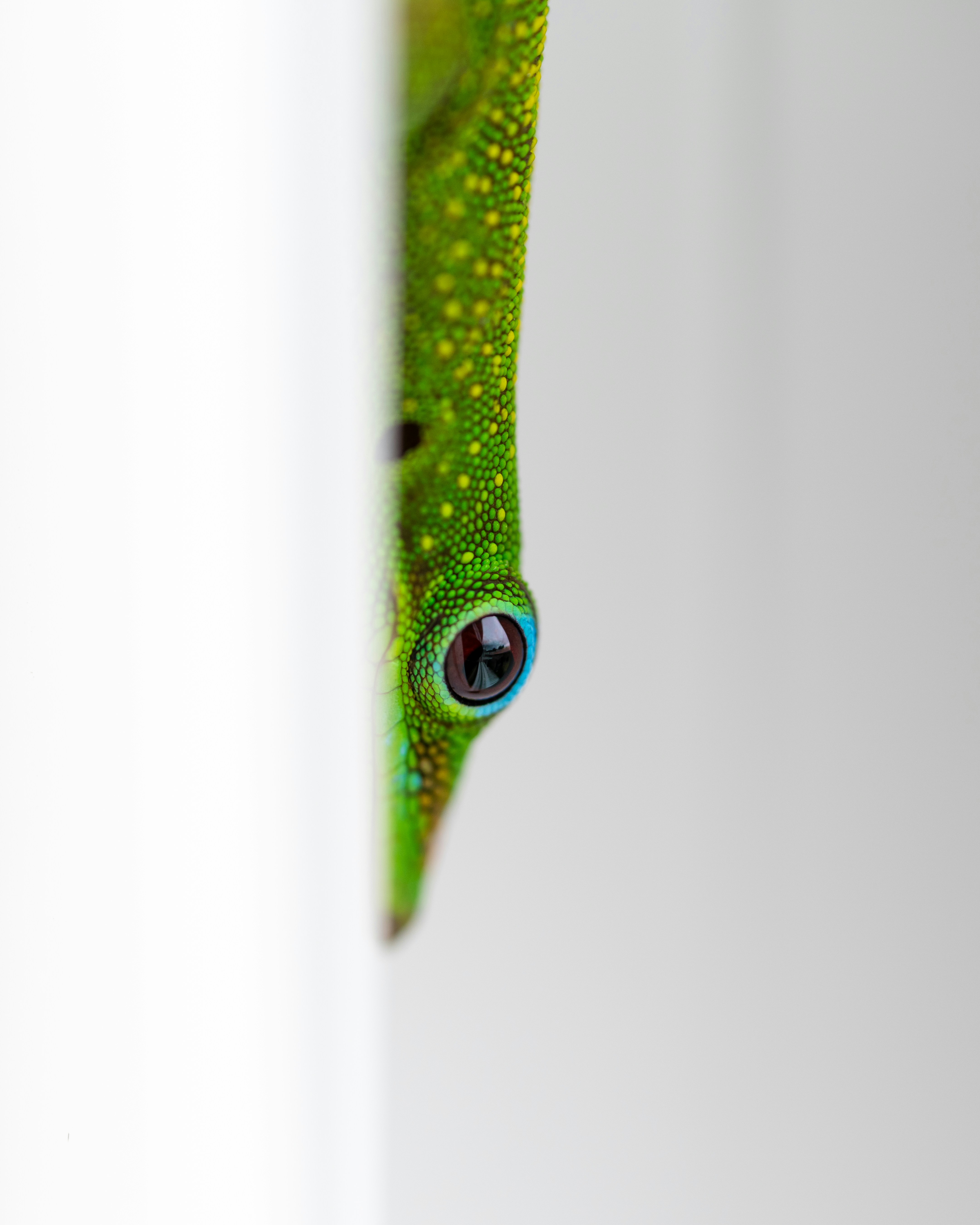 Peering Curiosity: The Hidden Gecko
