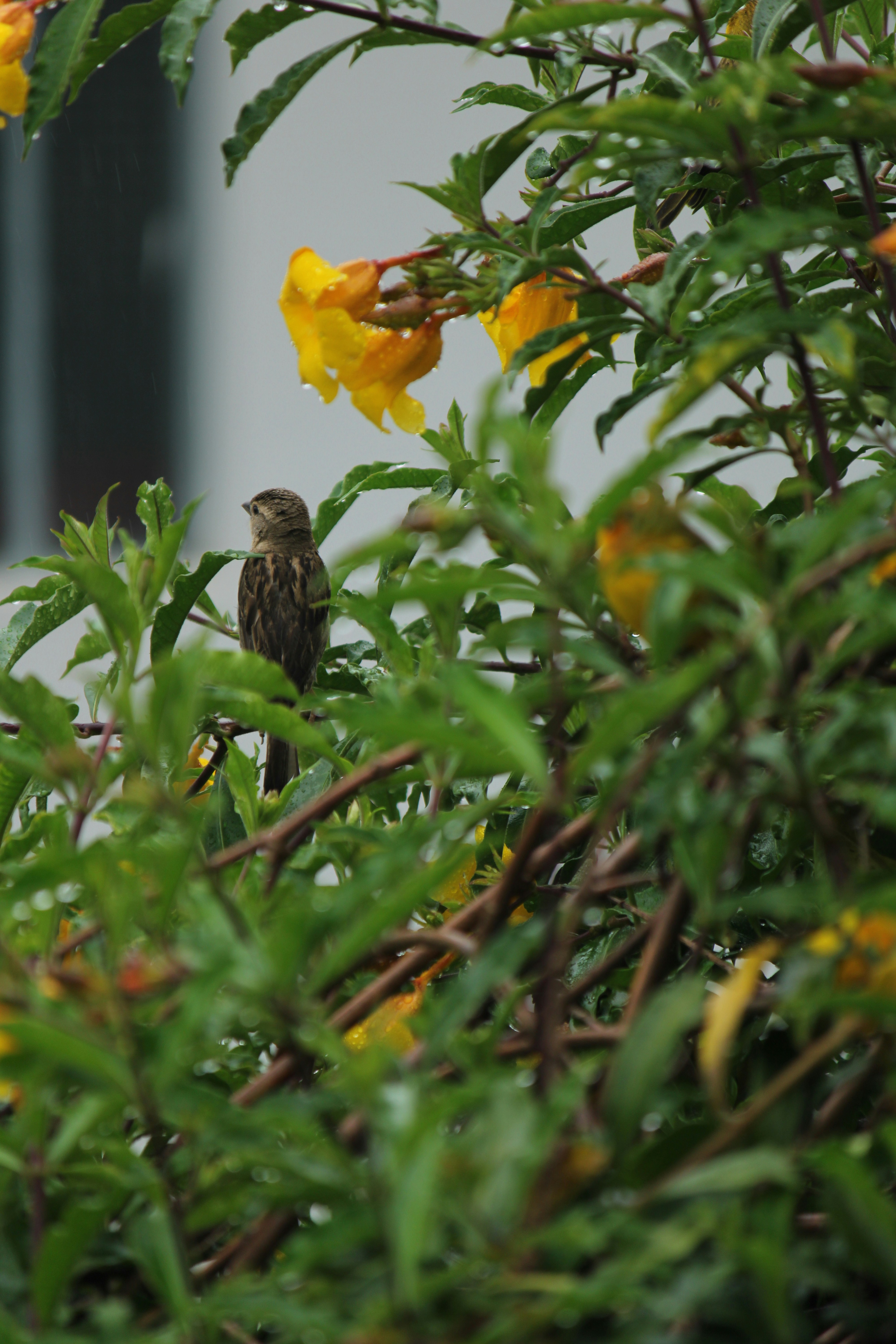 A Quiet Perch: Brown Sparrow Framed by Vines and Golden Flowers