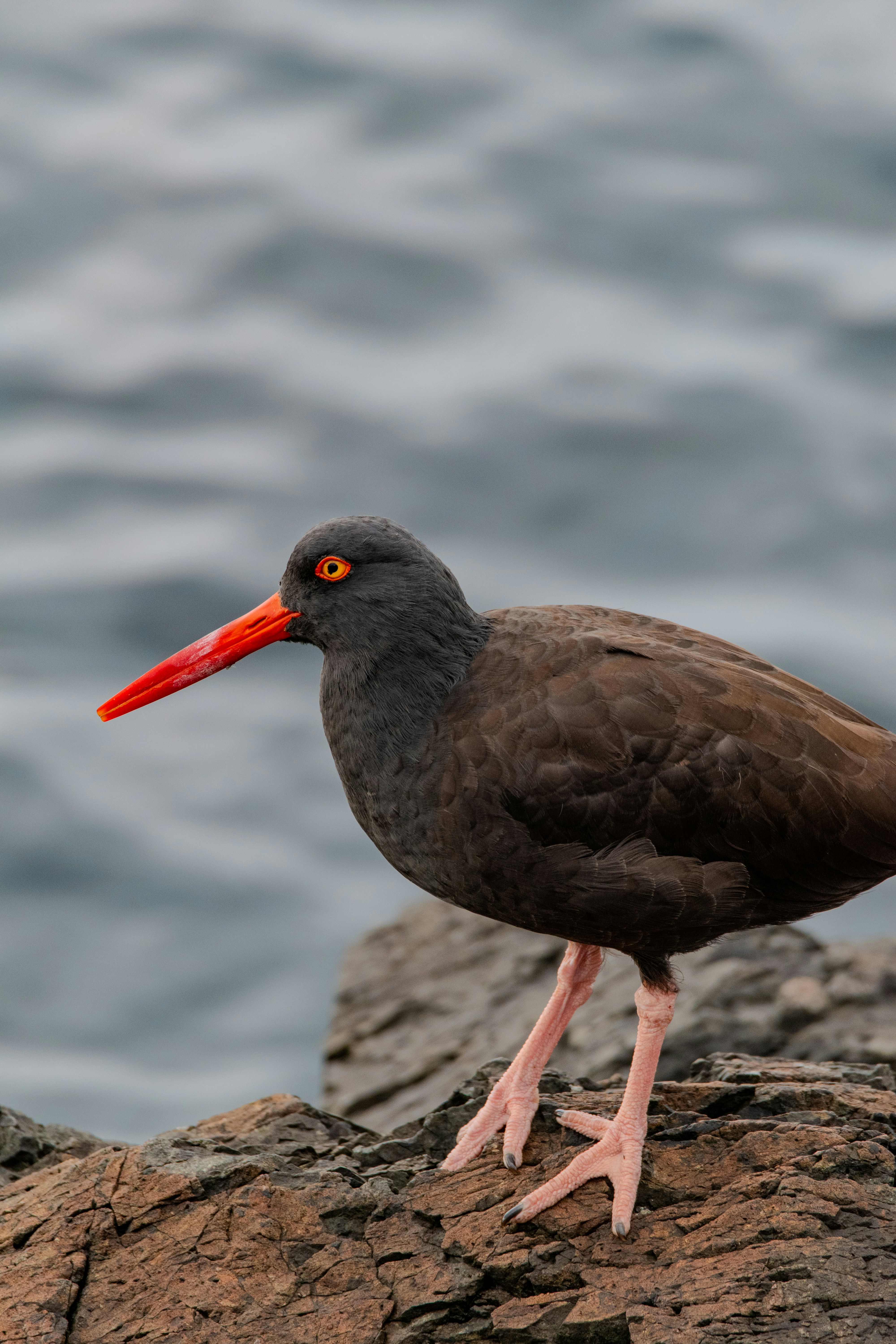 Crimson Beak on Weathered Granite: Black Oystercatcher by the Sea