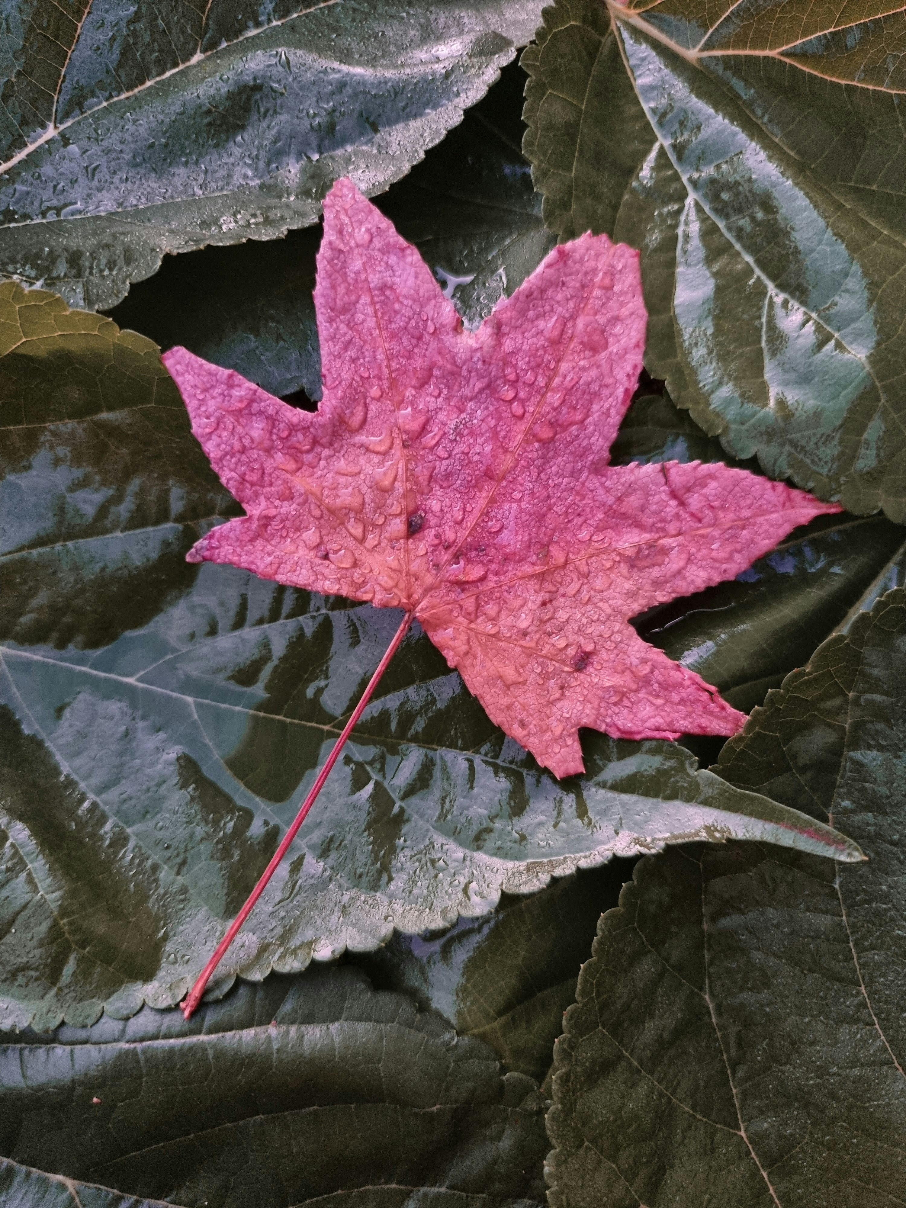 Crimson Maple Leaf on a Velvet Green Stage