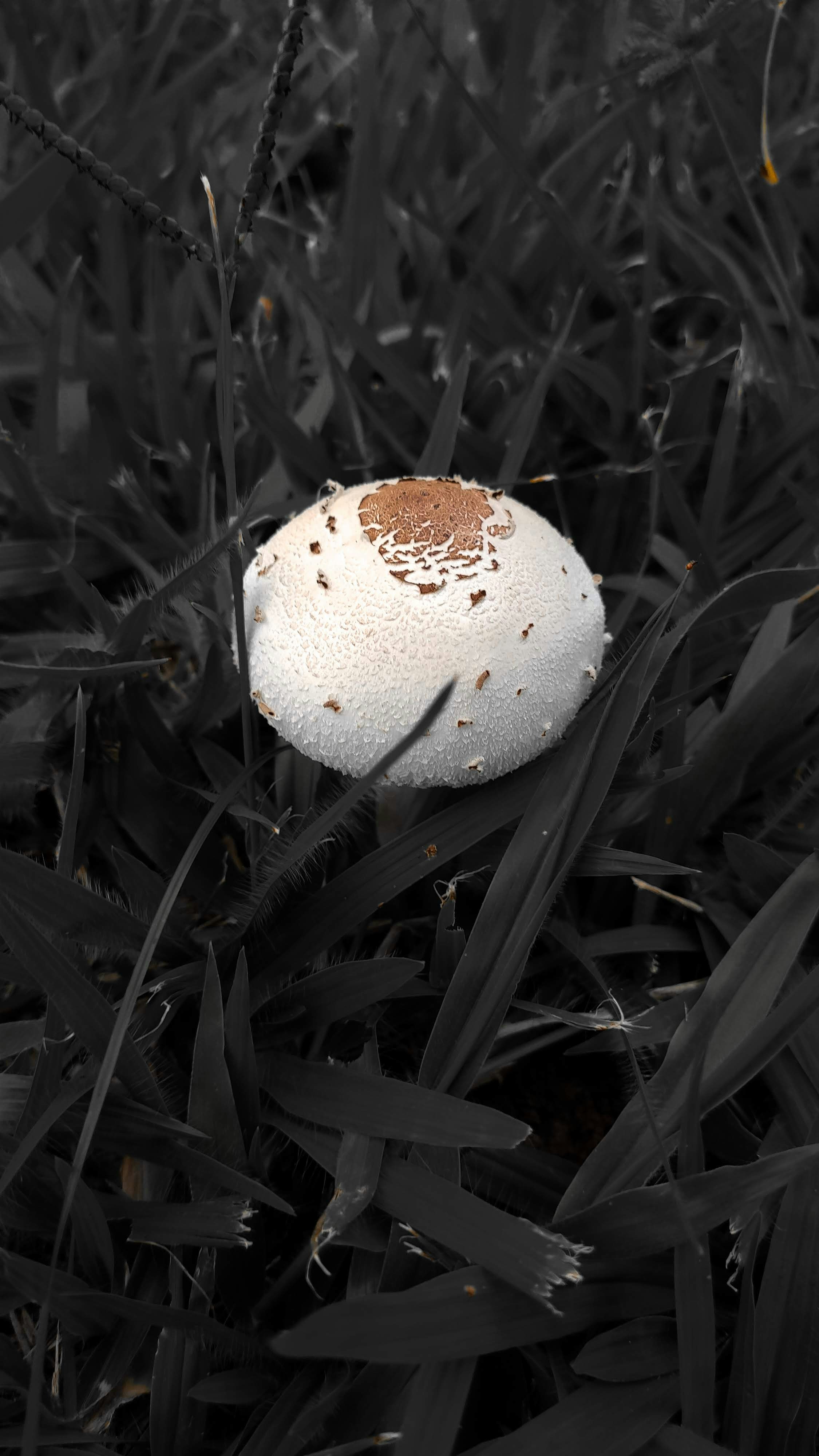 Close-up photograph of a white puffball mushroom with a brown cap patch resting among dark grass blades. The shot emphasizes texture and contrast in a muted, monochrome palette.