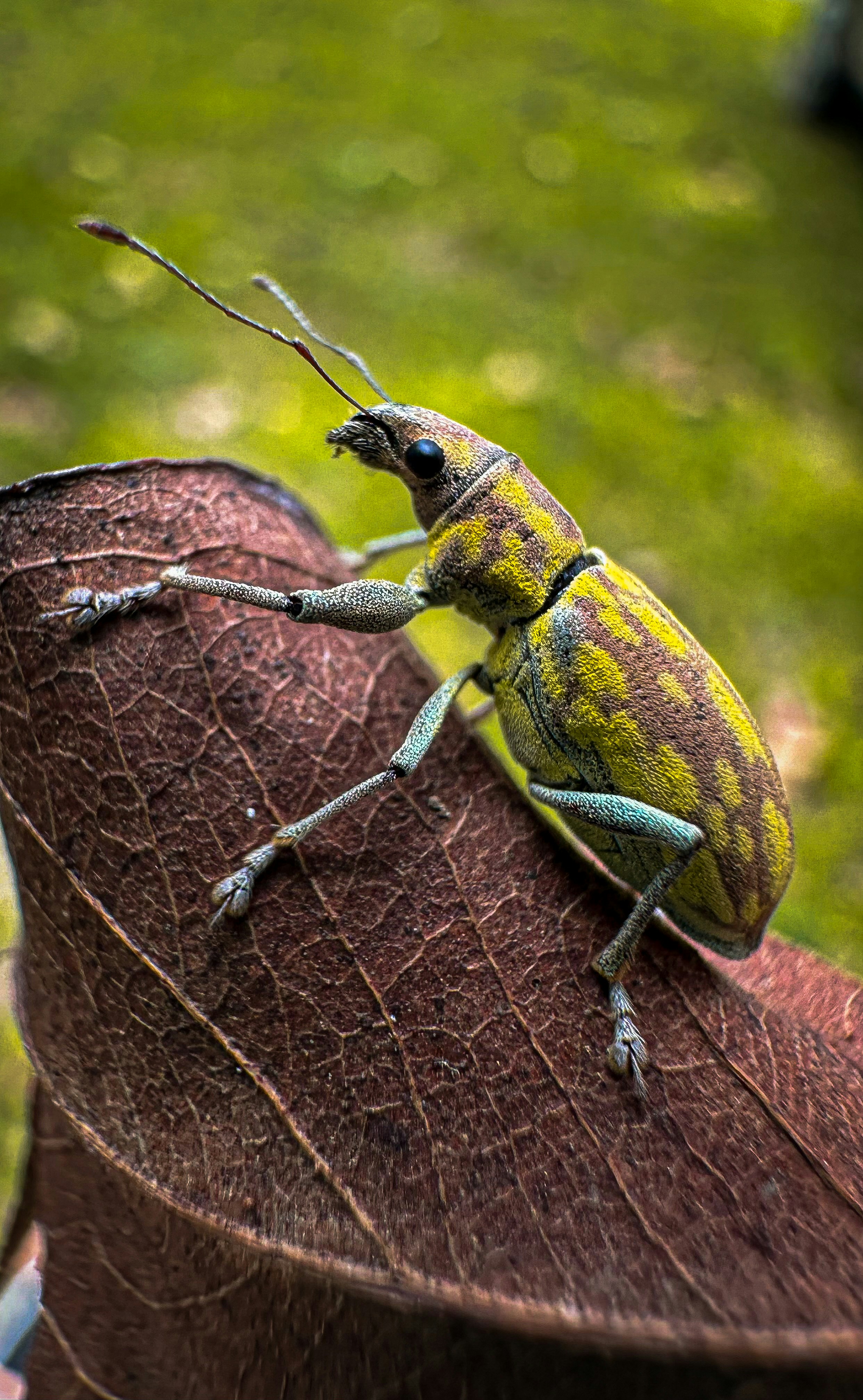 Emerald-tinged Longhorn Beetle on a Velvet Brown Leaf
